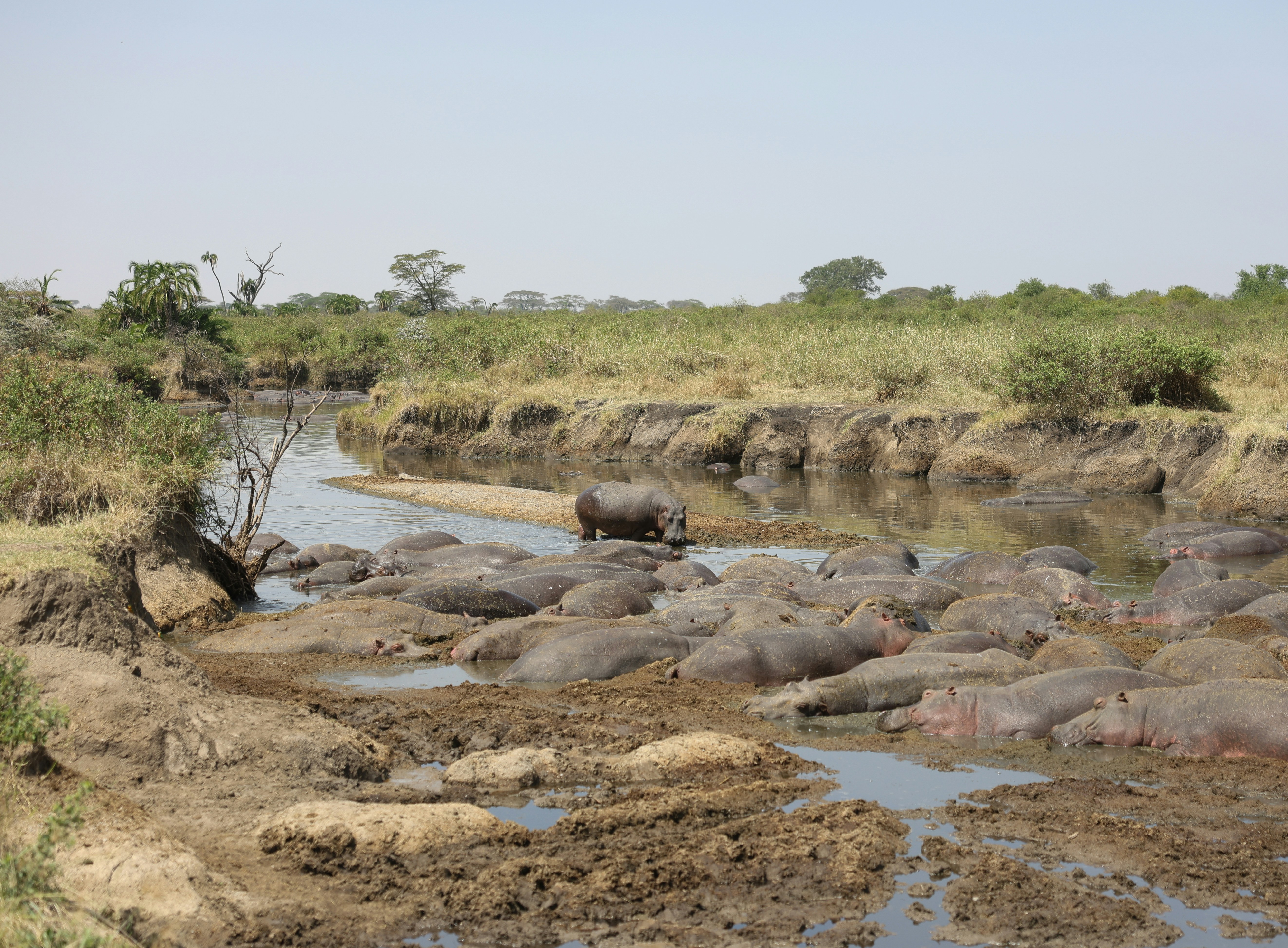 Herd of rhinos at a muddy watering hole on the savannah