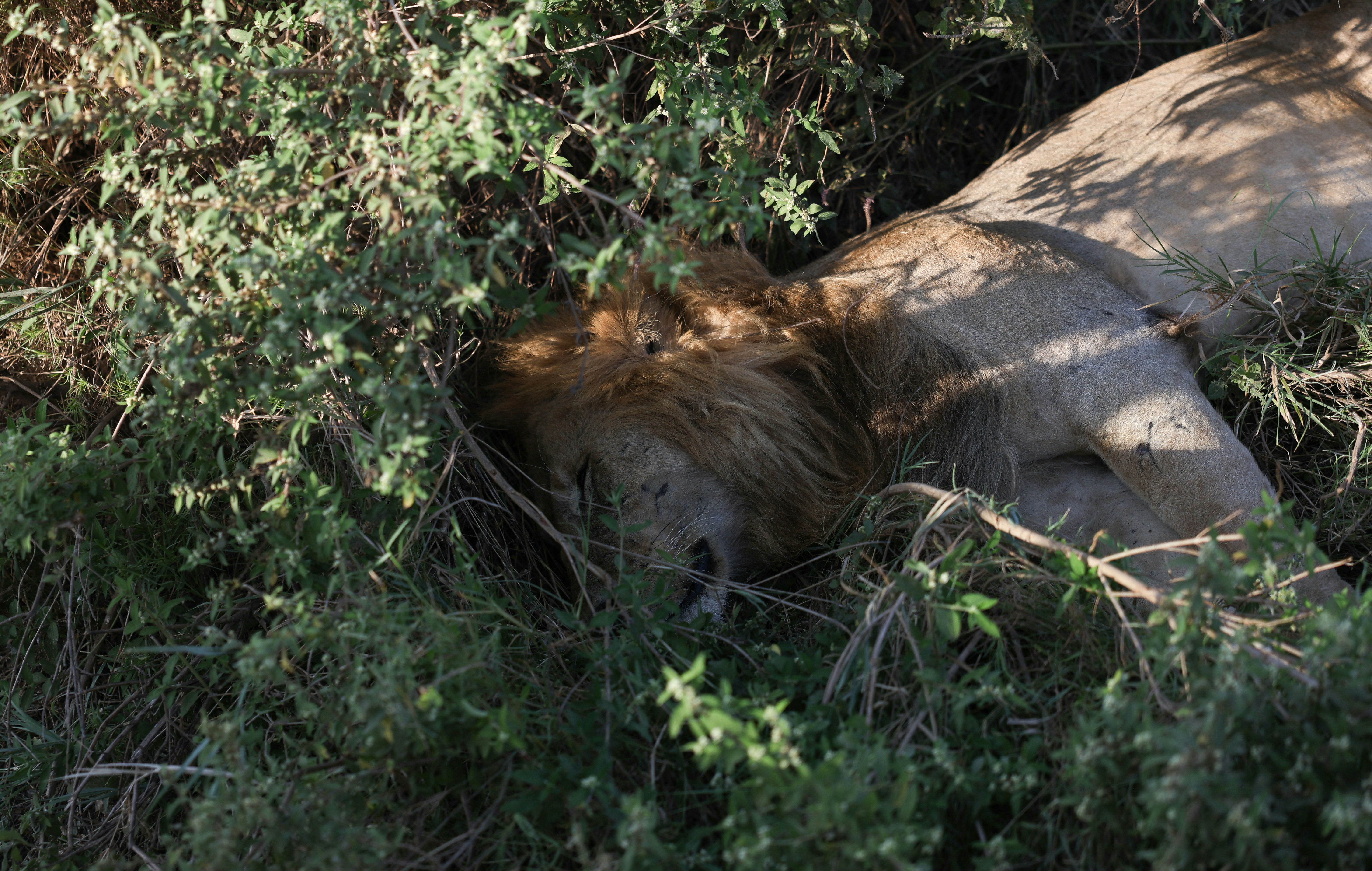 Hidden King of the Brush: A Regal Awakening