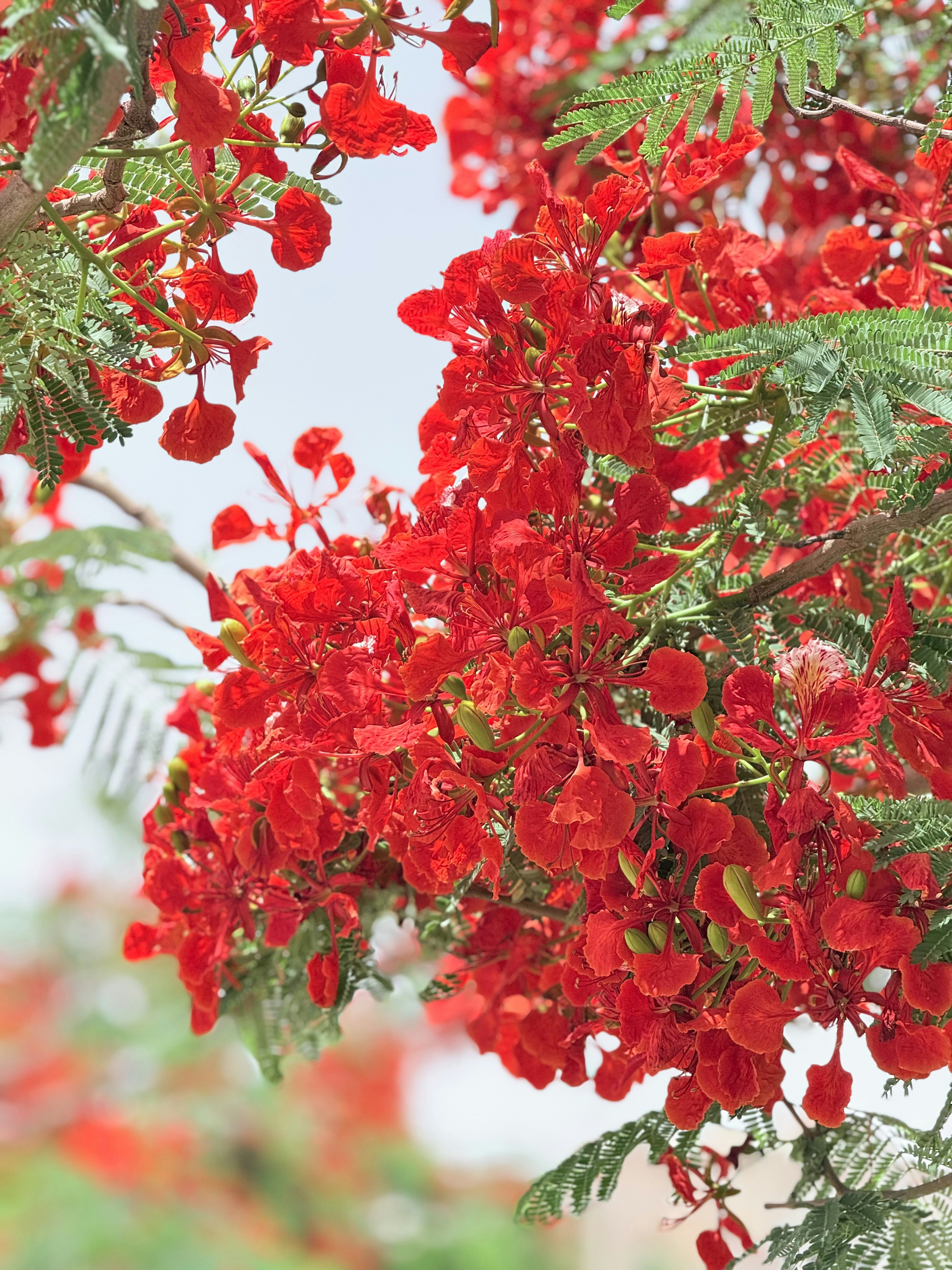 Crimson Cascade: Bougainvillea Reaching Toward Summer Light
