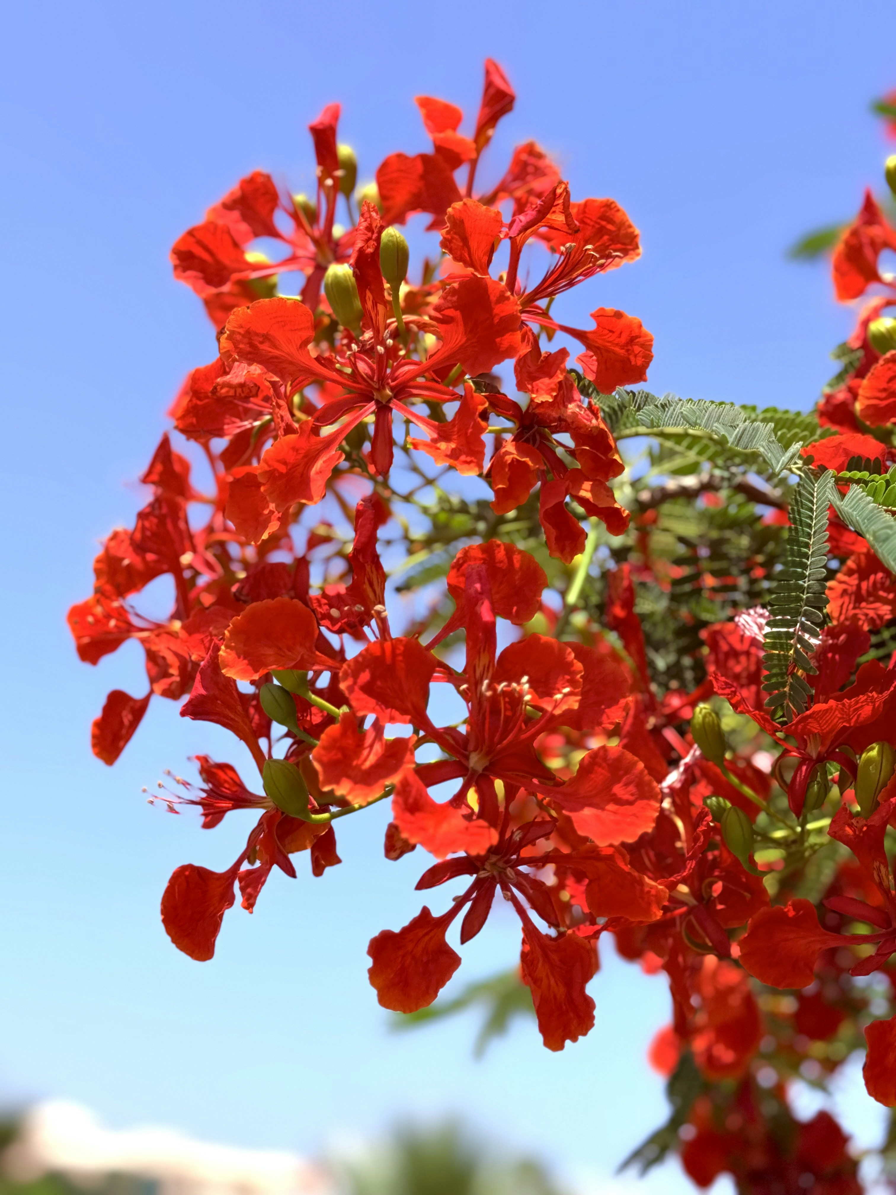 Crimson Bloom Against a Velvet Sky