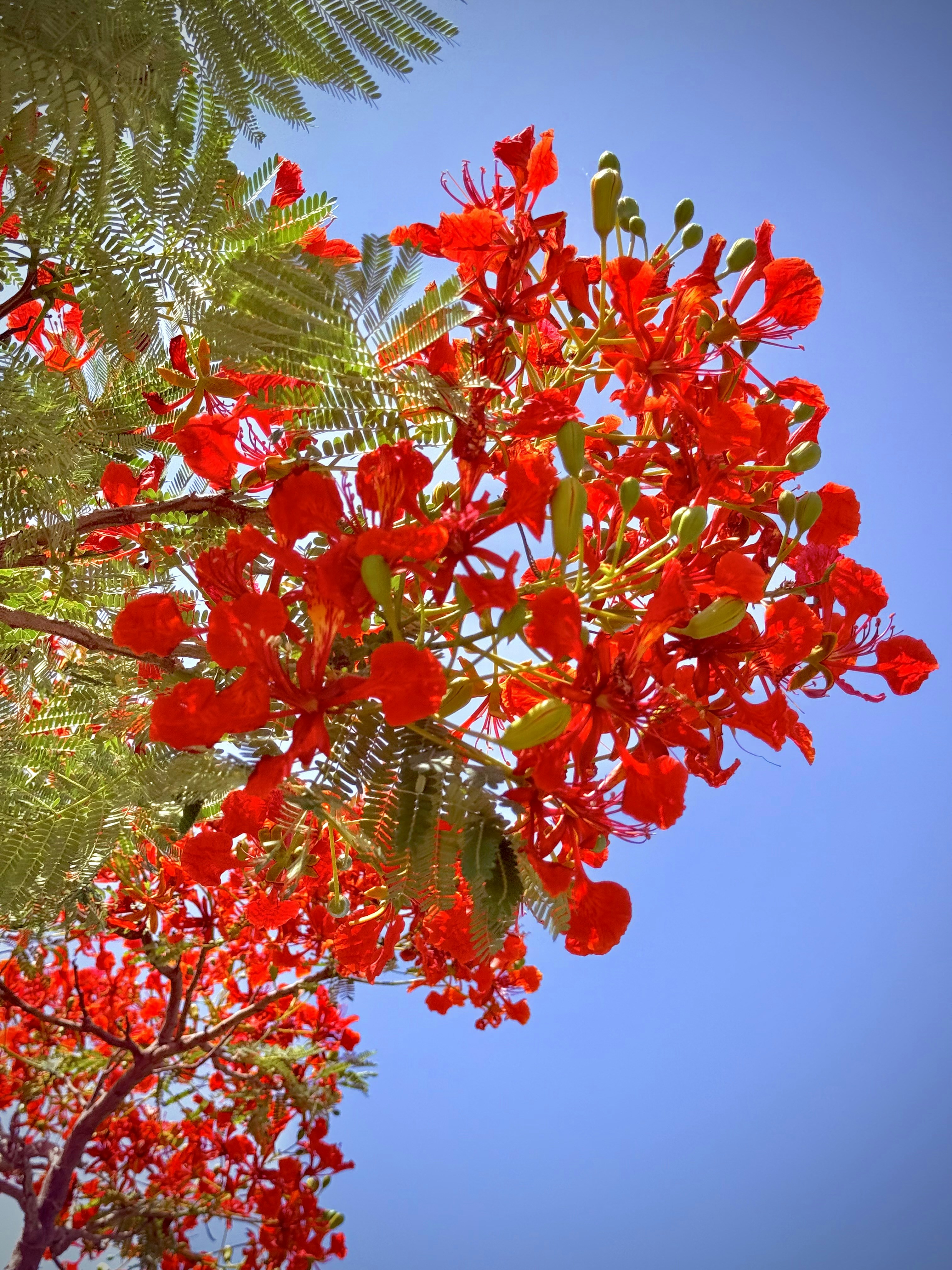 Brilliant red blooms spill across the frame with a deep blue sky as the backdrop, creating a vibrant floral cascade.