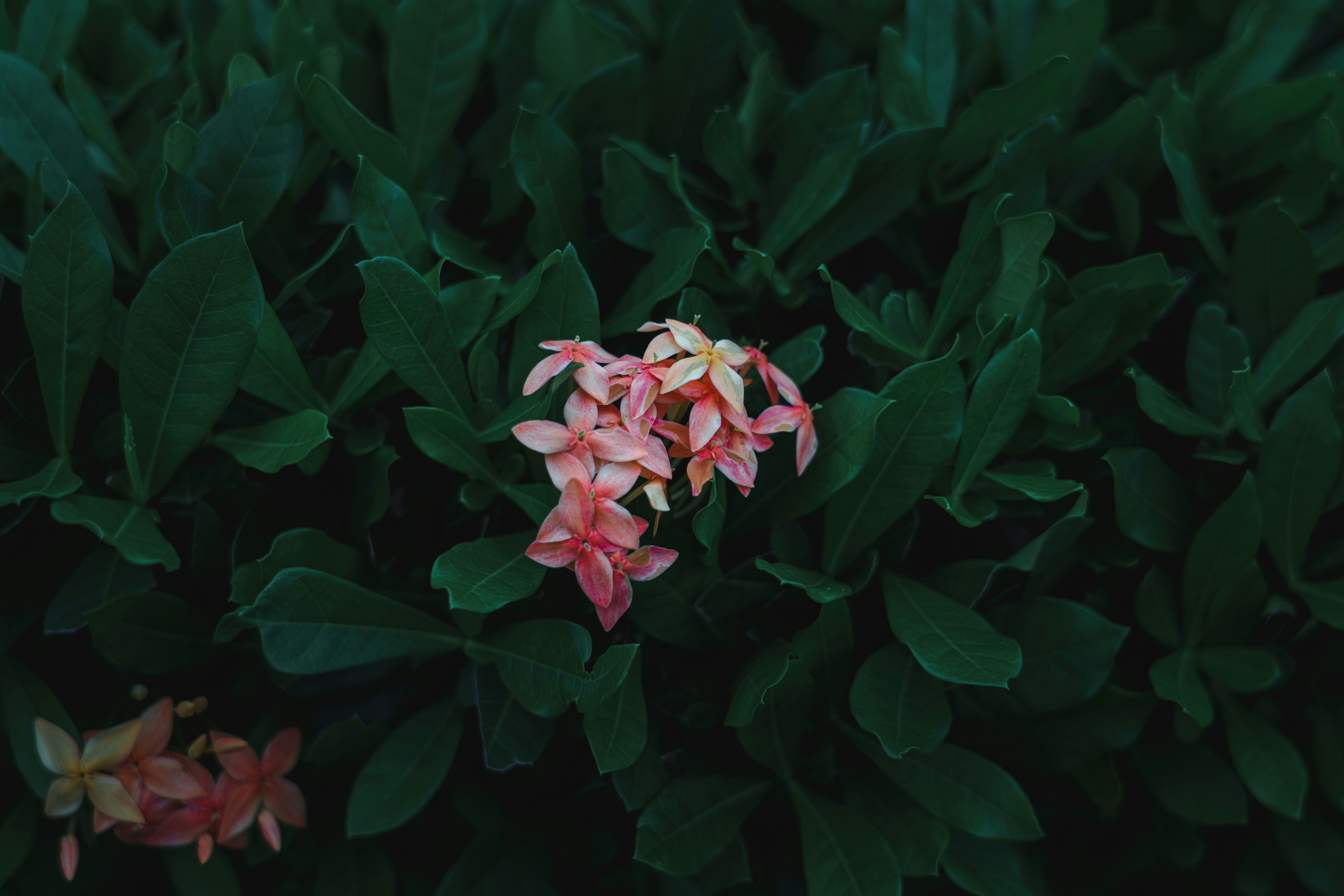 Soft pink cluster of flowers rests amid dark green leaves, offering a gentle pop of color and a natural, minimal composition.