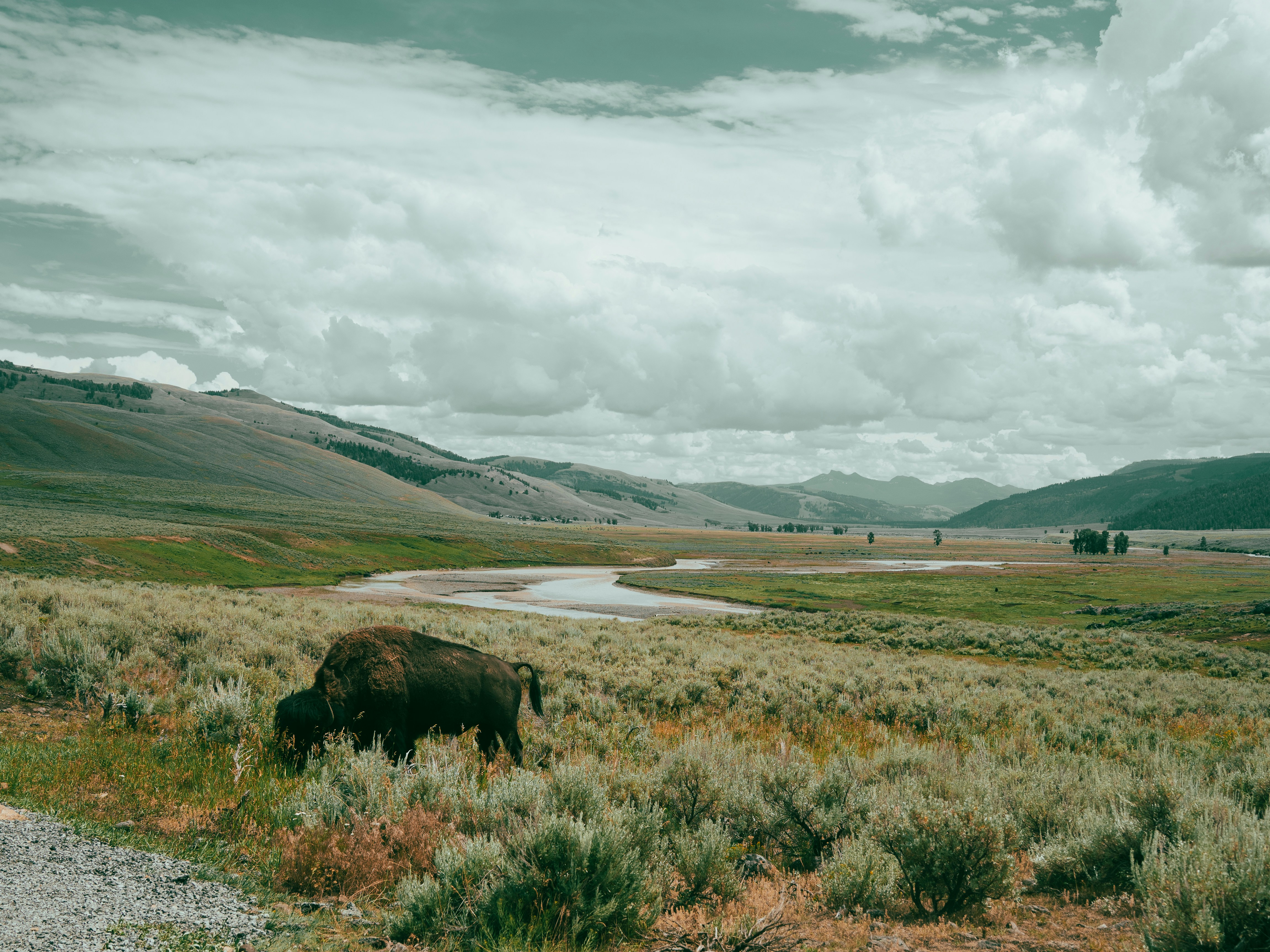 Rangeland Silence: Bison at the Edge of a Prairie Creek