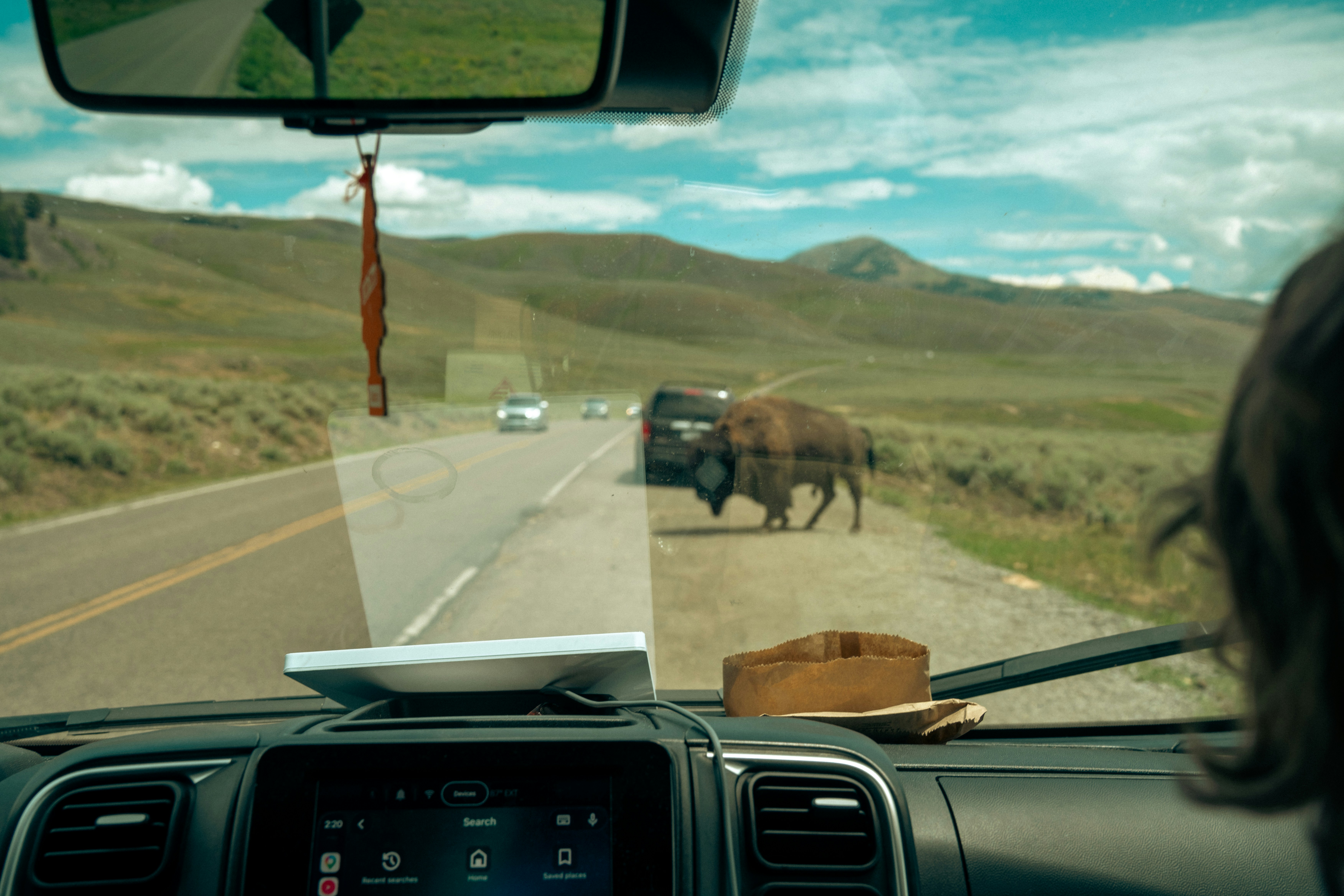 Staring Down the Highway Bison