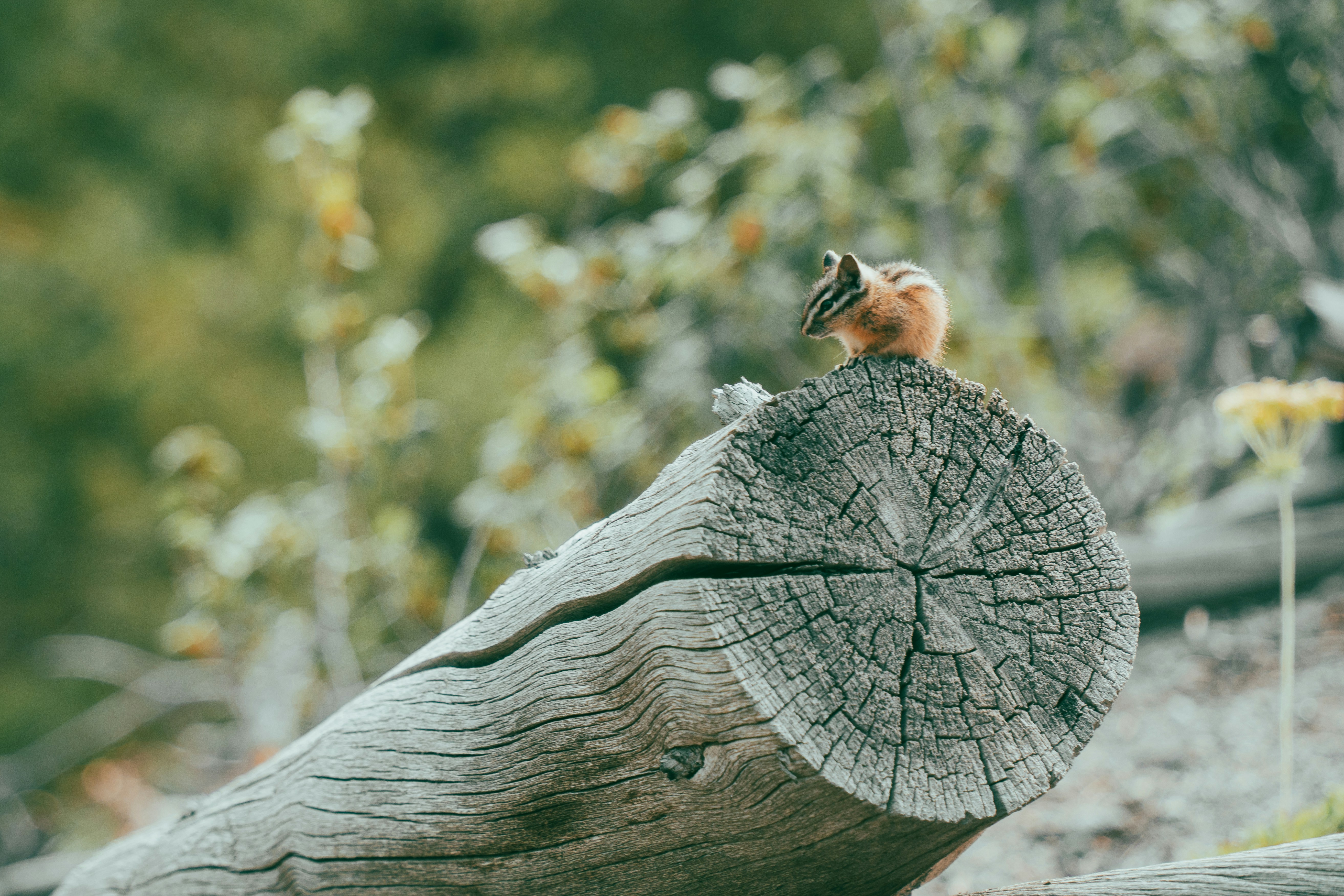 Tiny Oak Dune Watcher: A Squirrel Perched on Weathered Wood