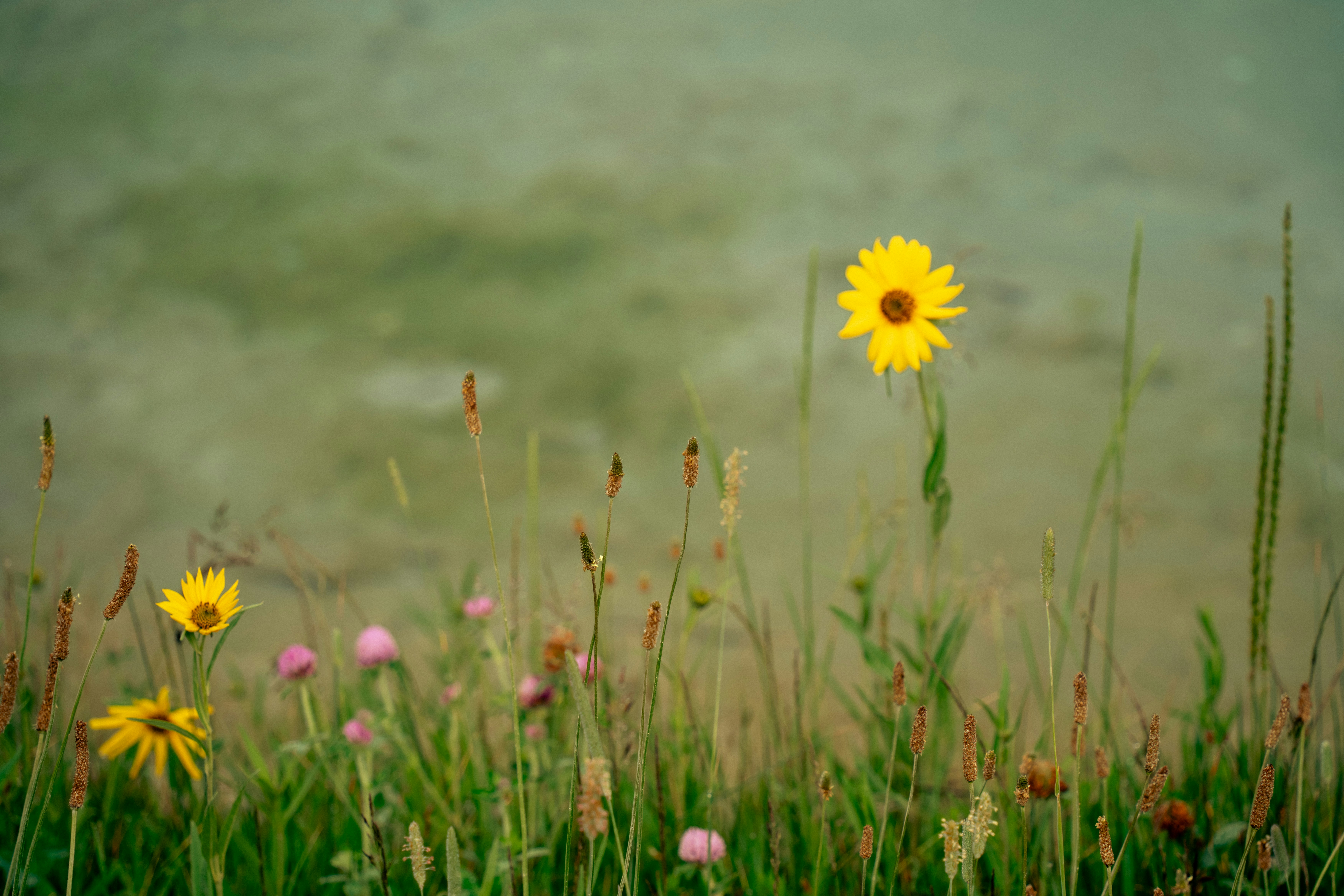 A lone sunflower stands tall in a meadow’s embrace