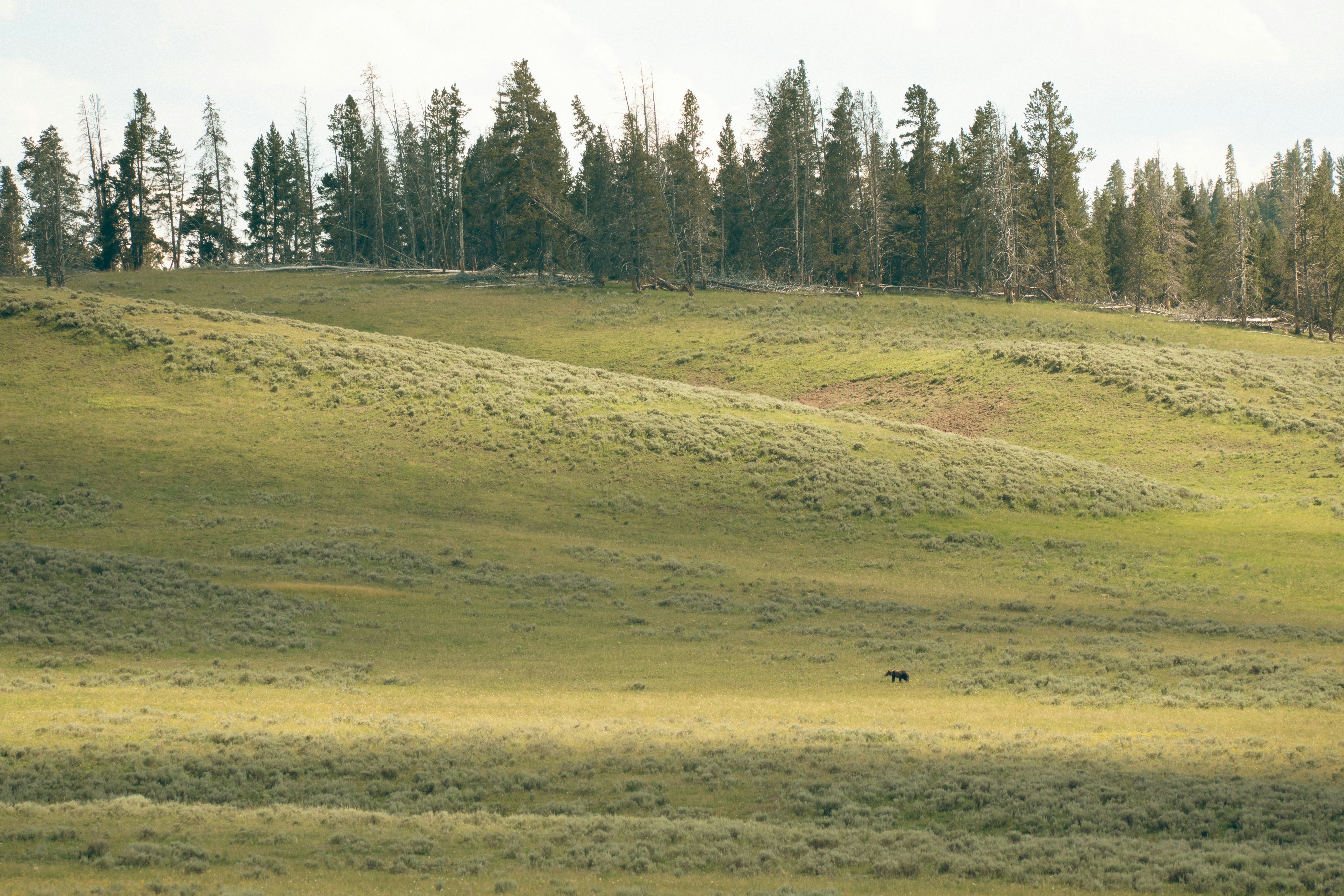Golden Hillscape under a Line of Pines