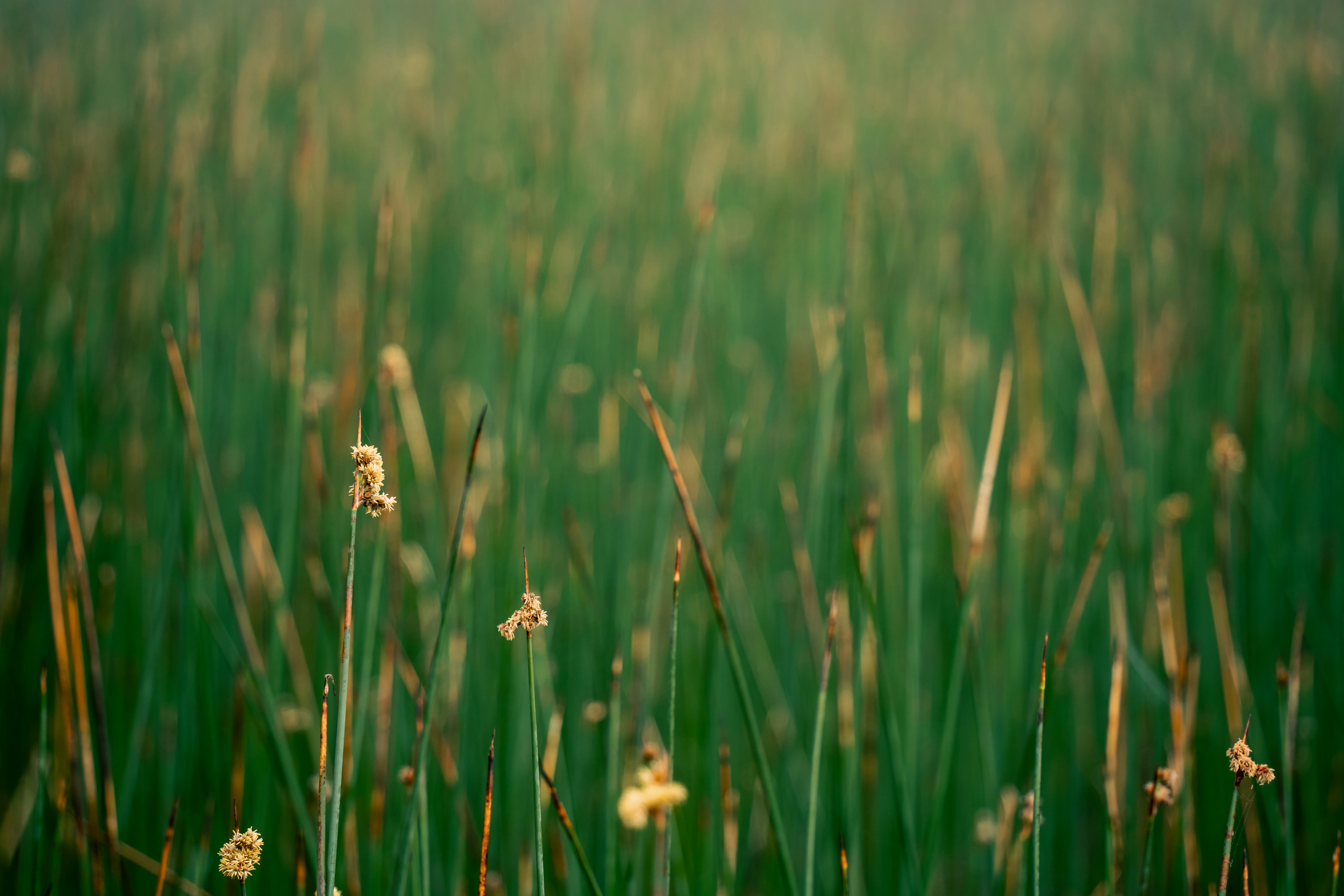 Whispering Stalks in Evening Green
