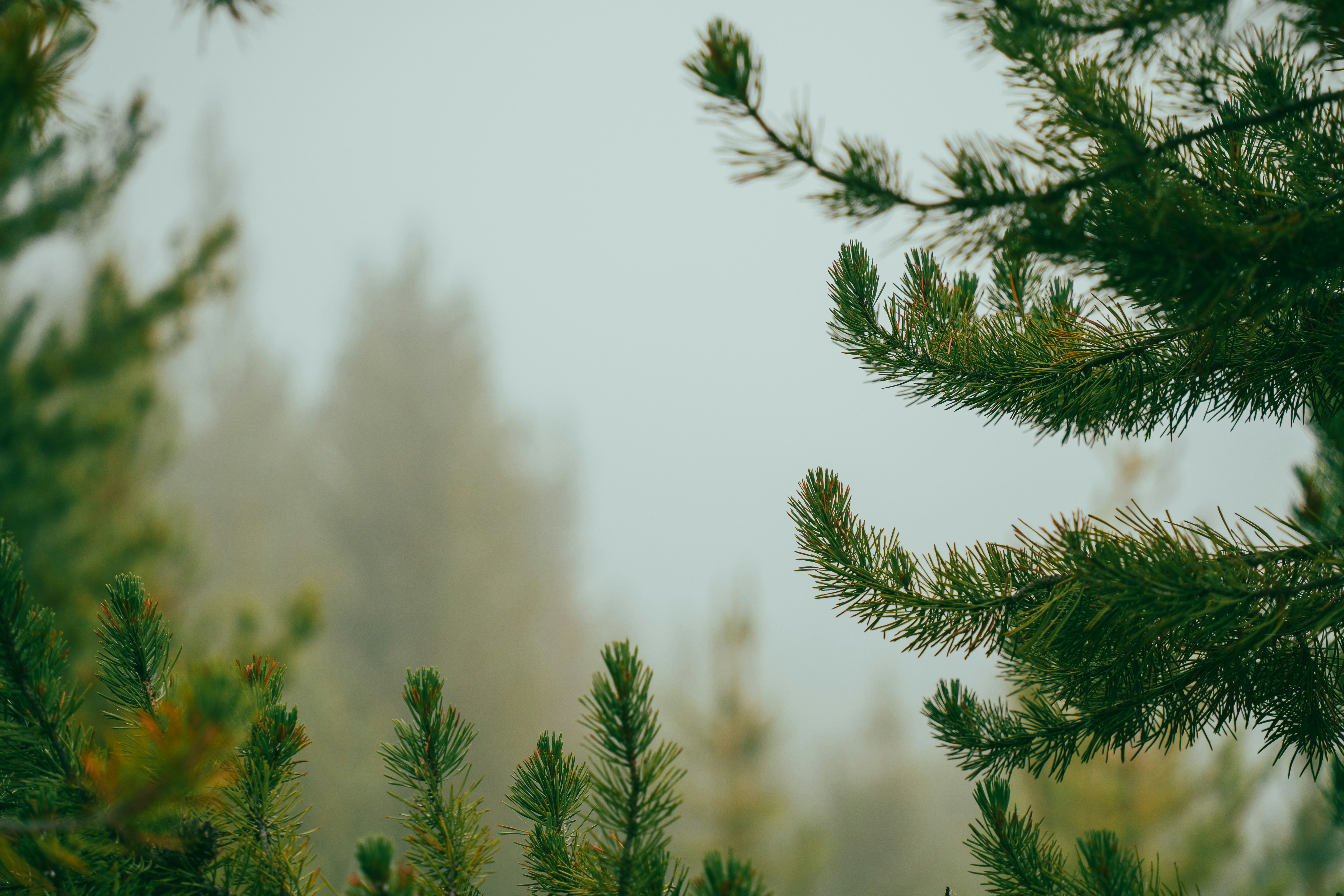 Soft Forescape: Pine Needles Framed by Misty Backdrop
