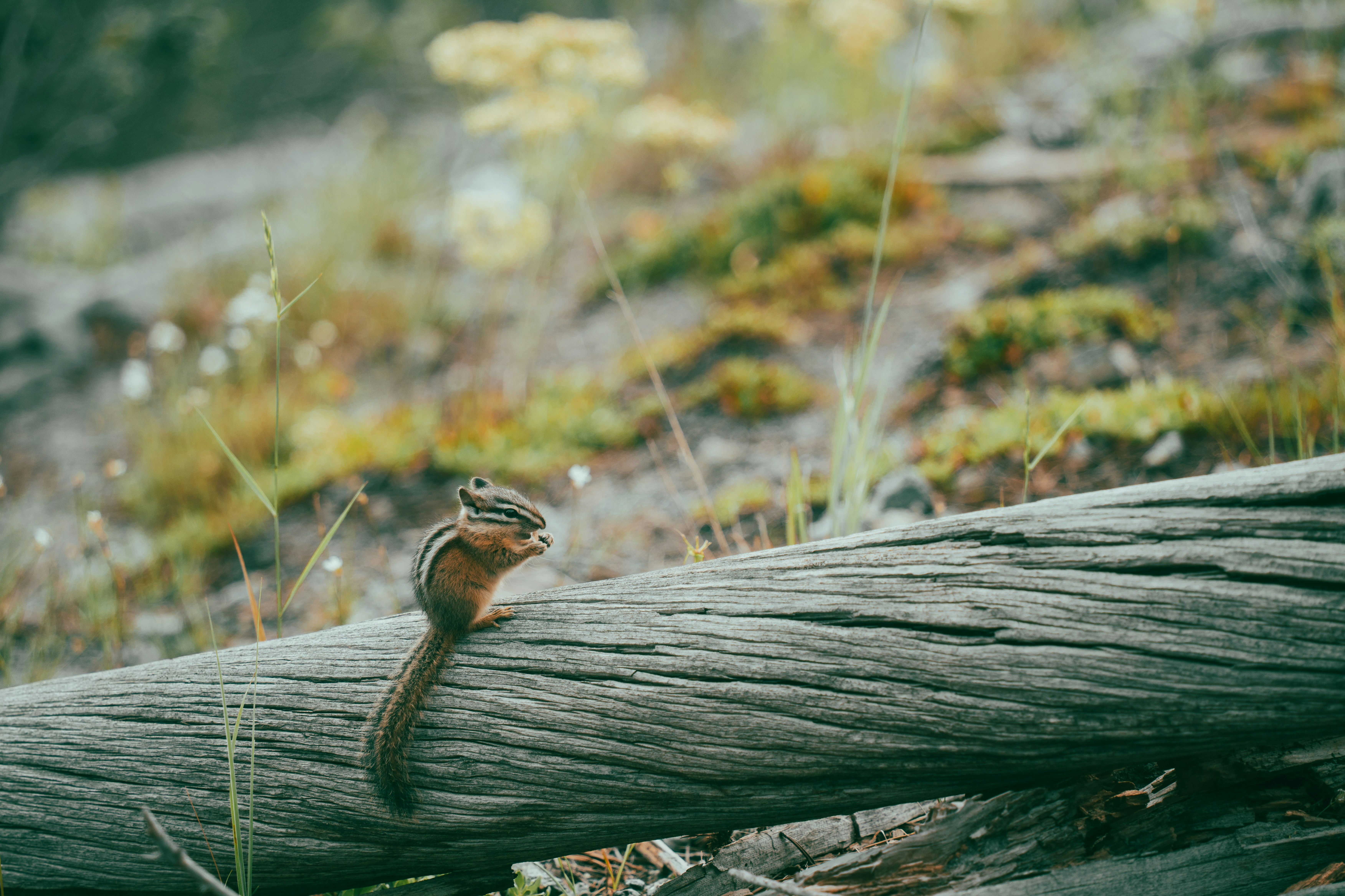 Chipmunk Pause: A Quiet Moment on a Weathered Log