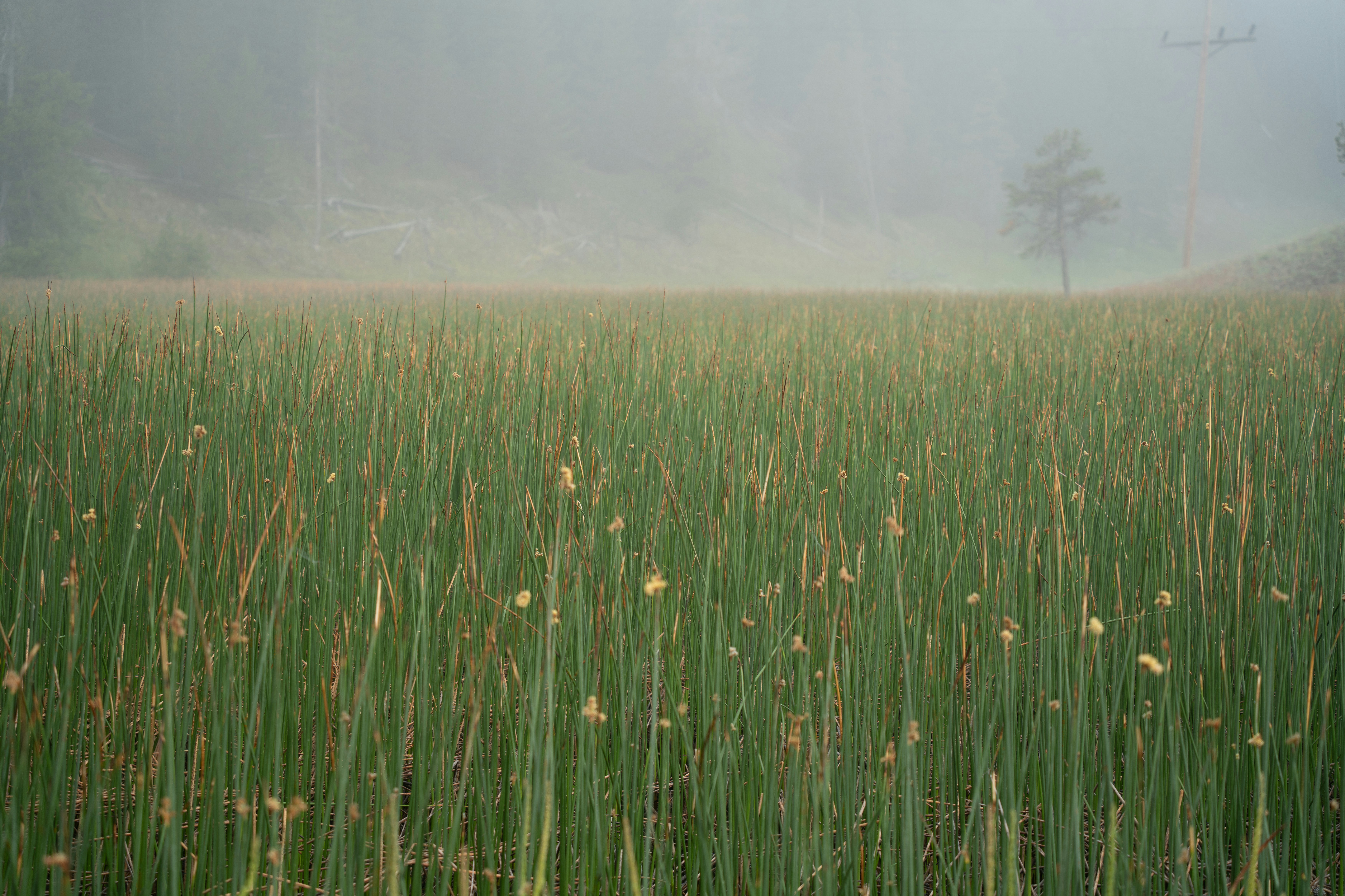 Misty Field: Grassland Quiet Under Pale Fog