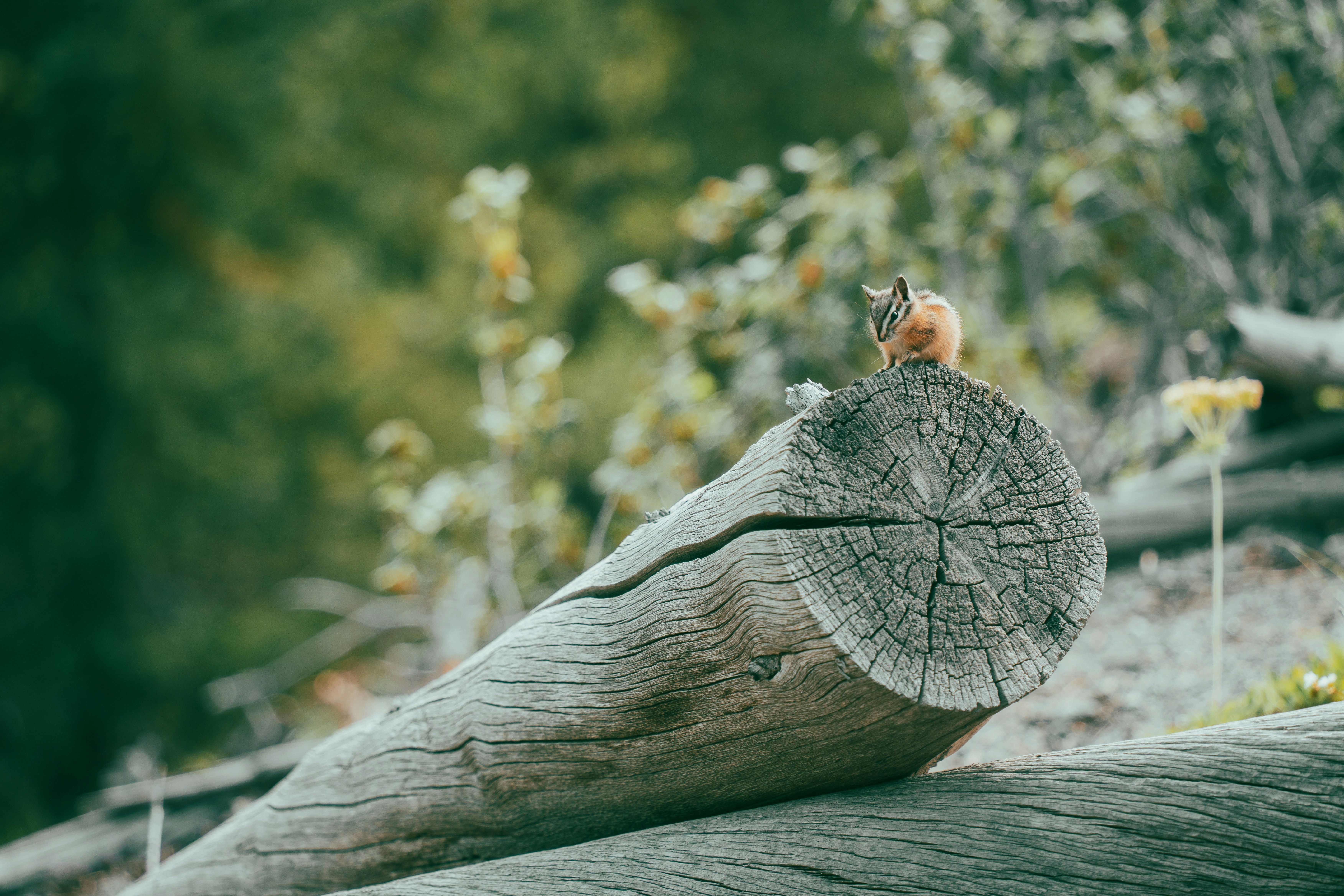 Squirrel Sentinel on a Weathered Log