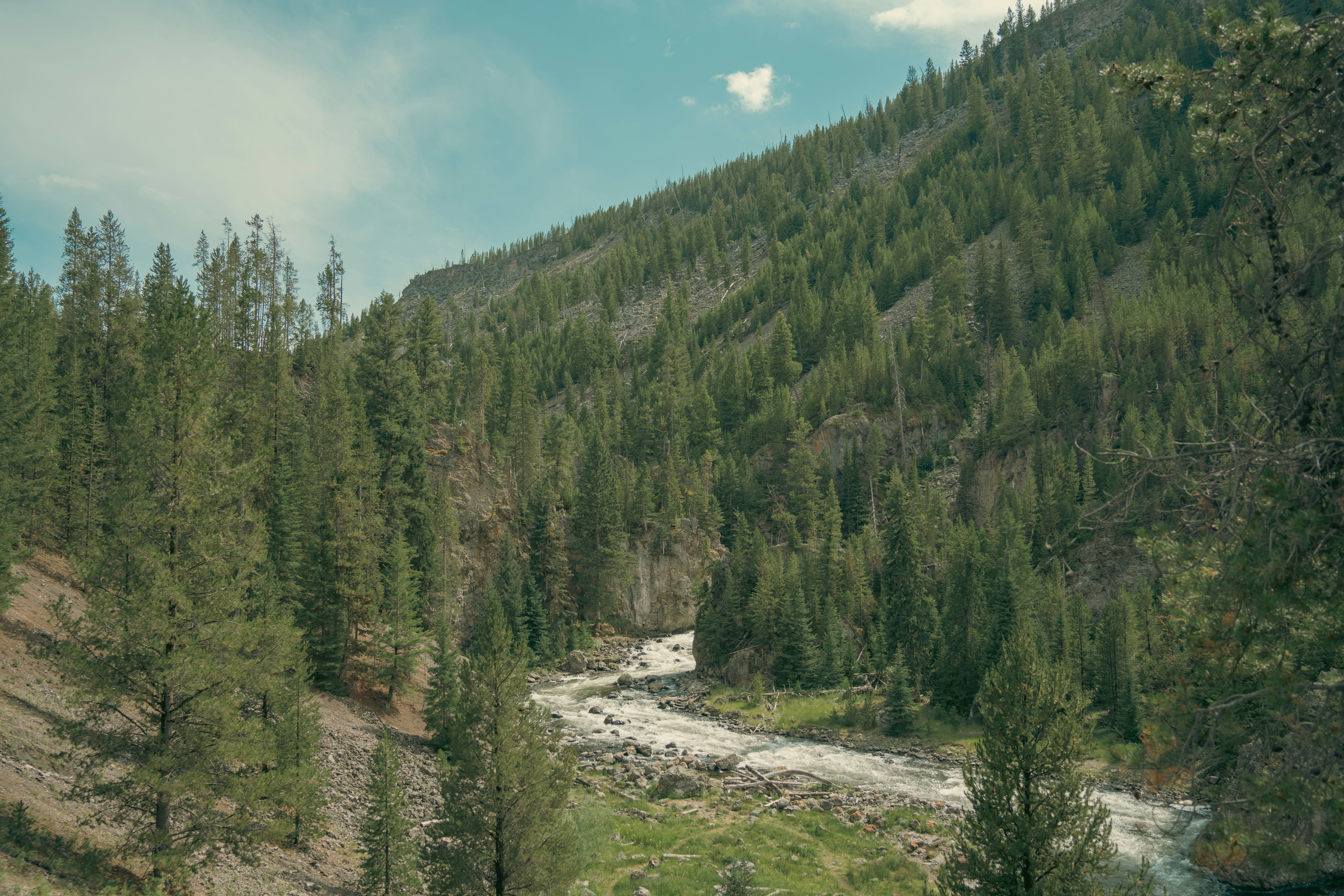 River Run Through Pine Valley