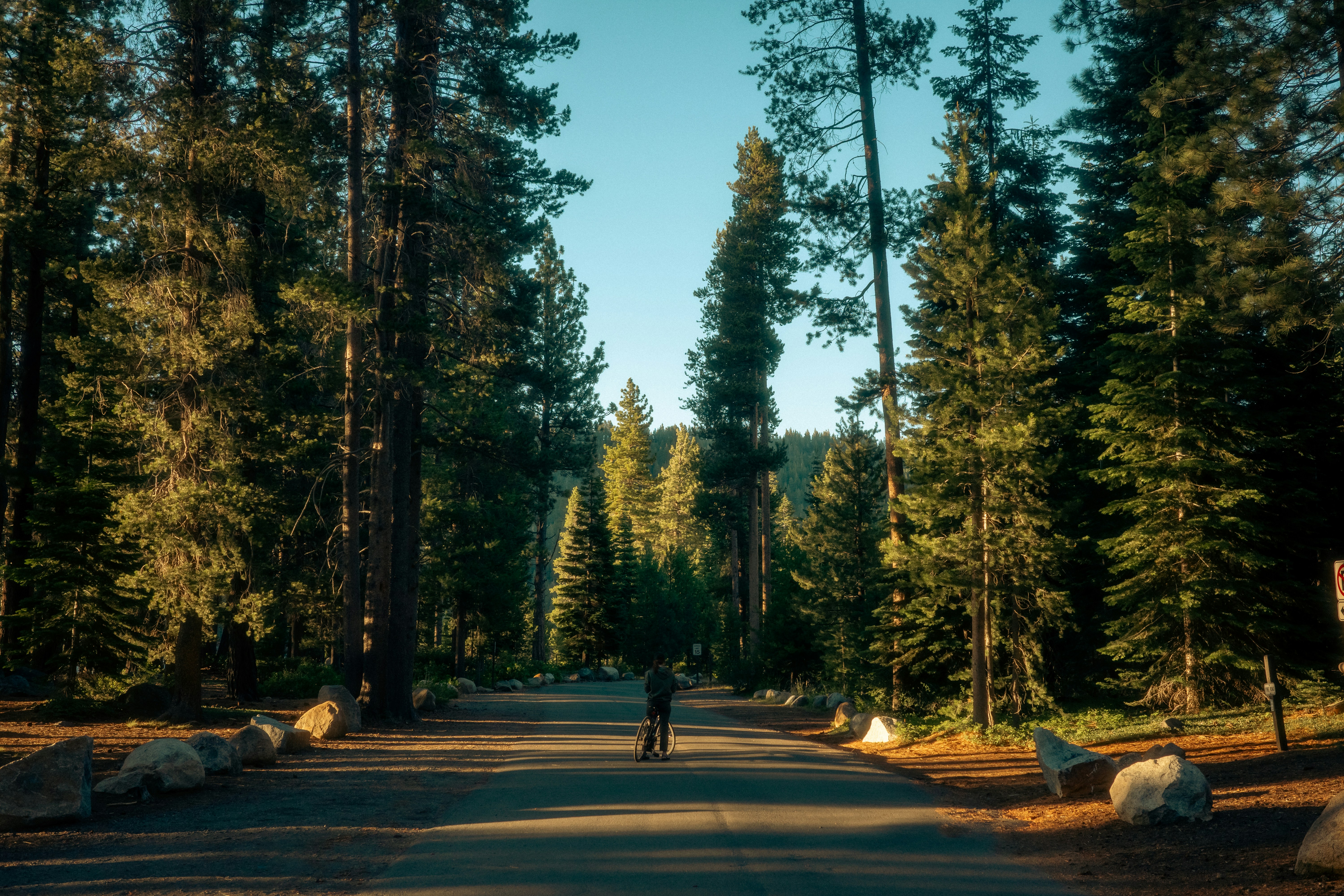 Sunlit Pines and a Silent Path