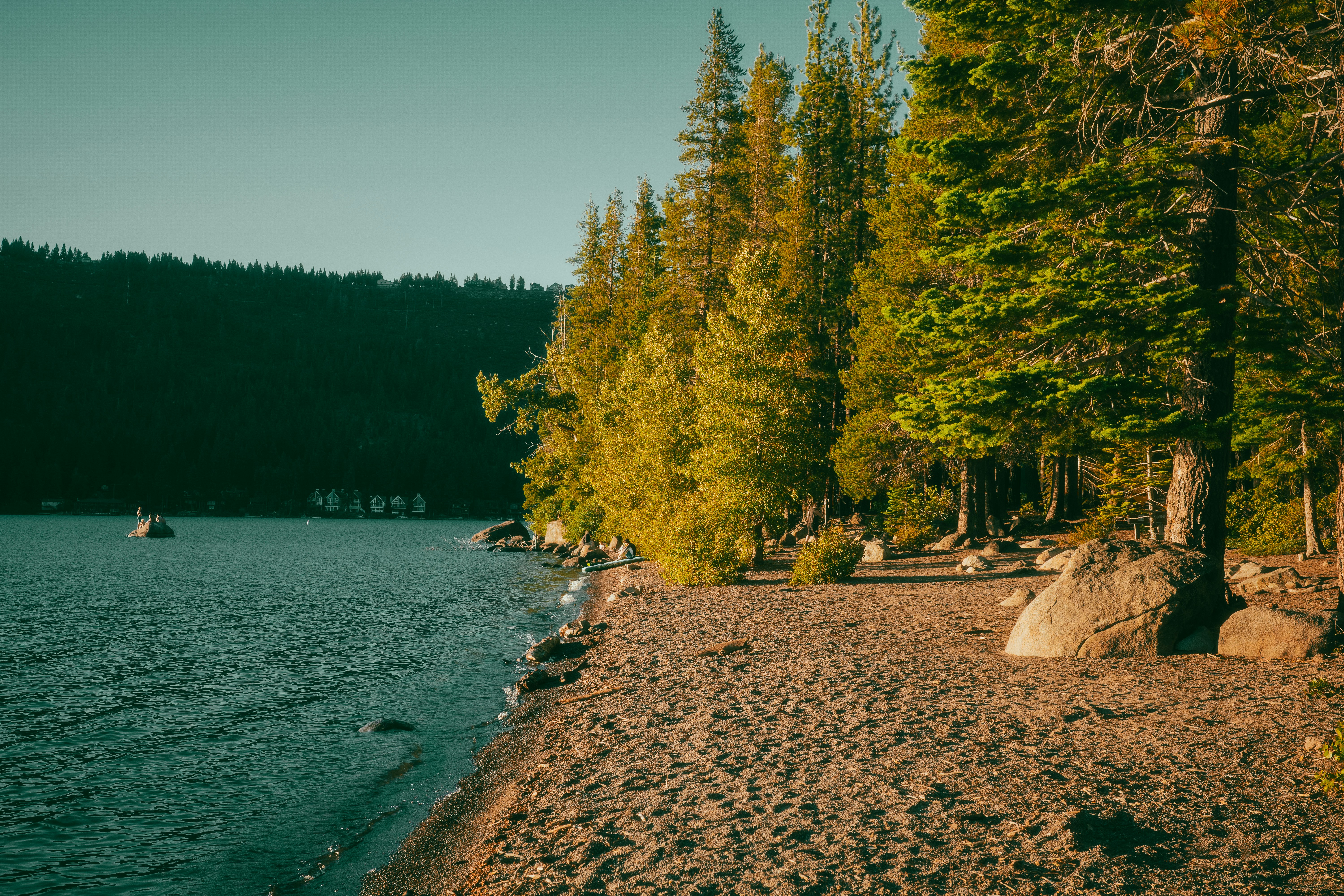 Shoreline Confluence: Pine Forest Meets Lake Edge
