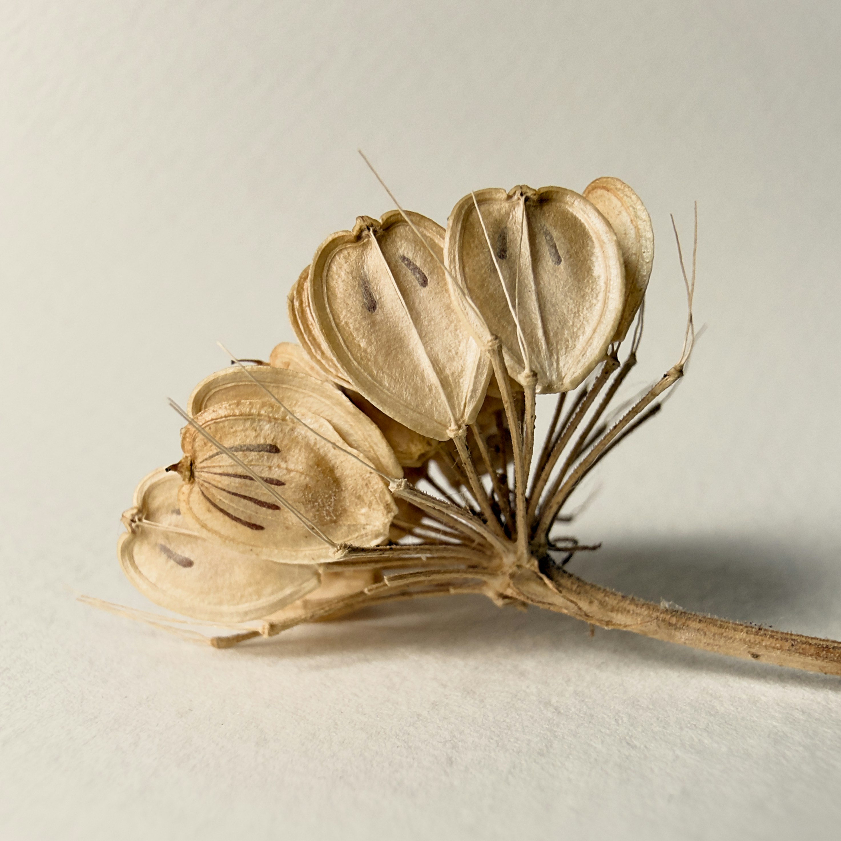 Dried Papery Bloom on a Quiet Studio Stage