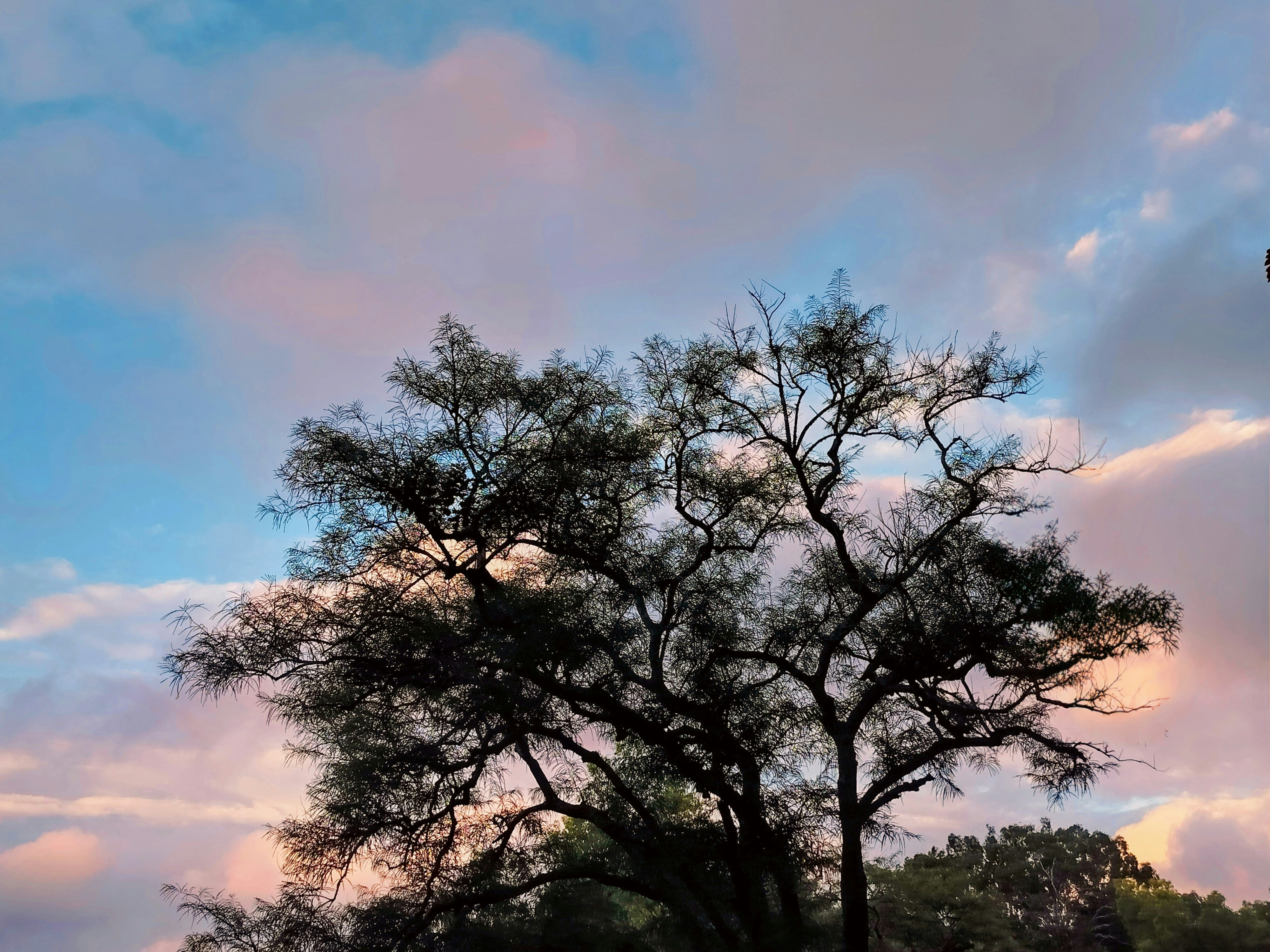 Twilight tree silhouette against a pastel sky with soft pink and blue hues, set against a calm landscape. A natural, unedited scene showing a lone branching tree and high clouds.