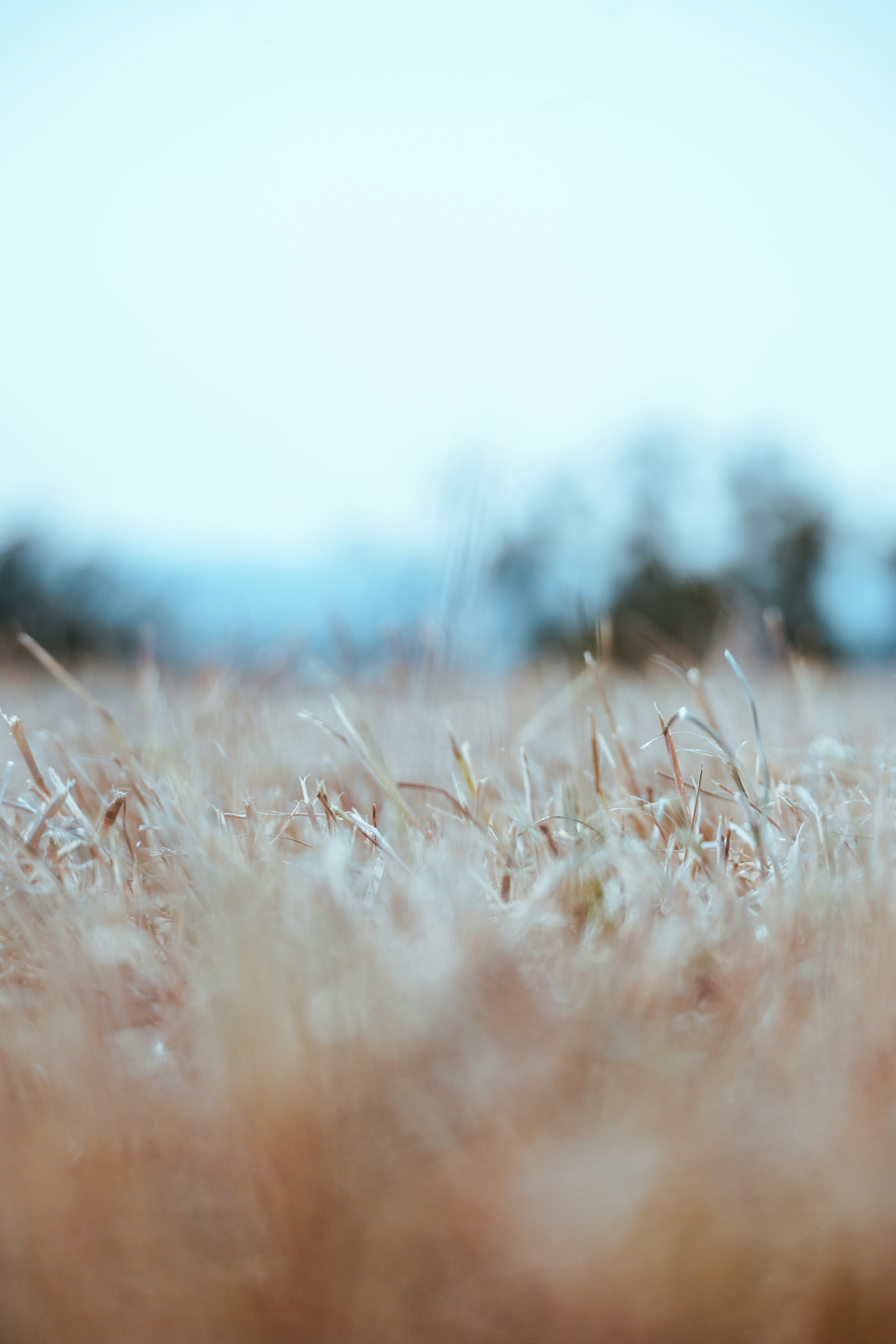 Tall Grass in Focus, Distant Horizon Blurred