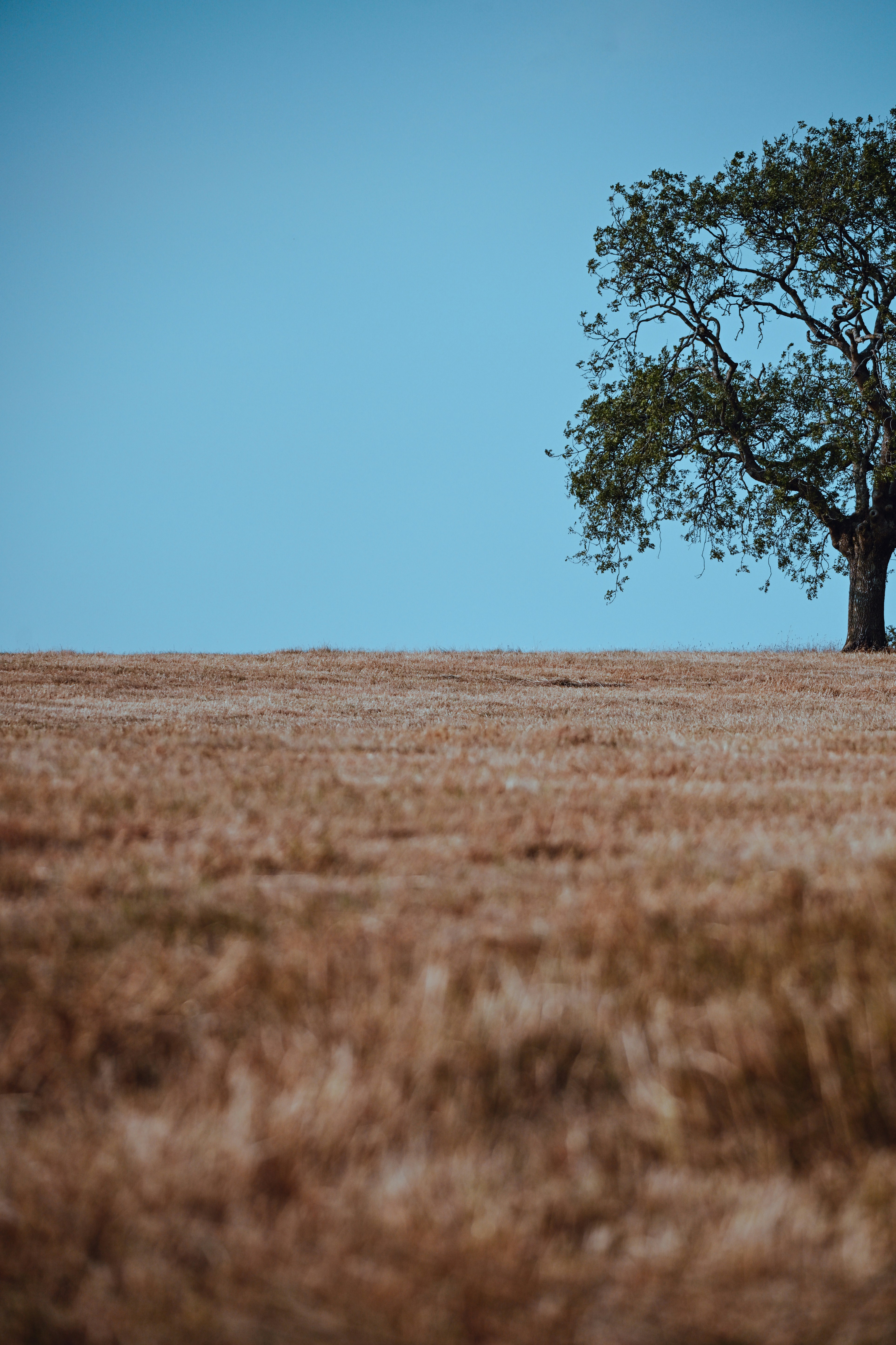  Lone Oak on the Dune: Quiet Horizon Under Clear Blue