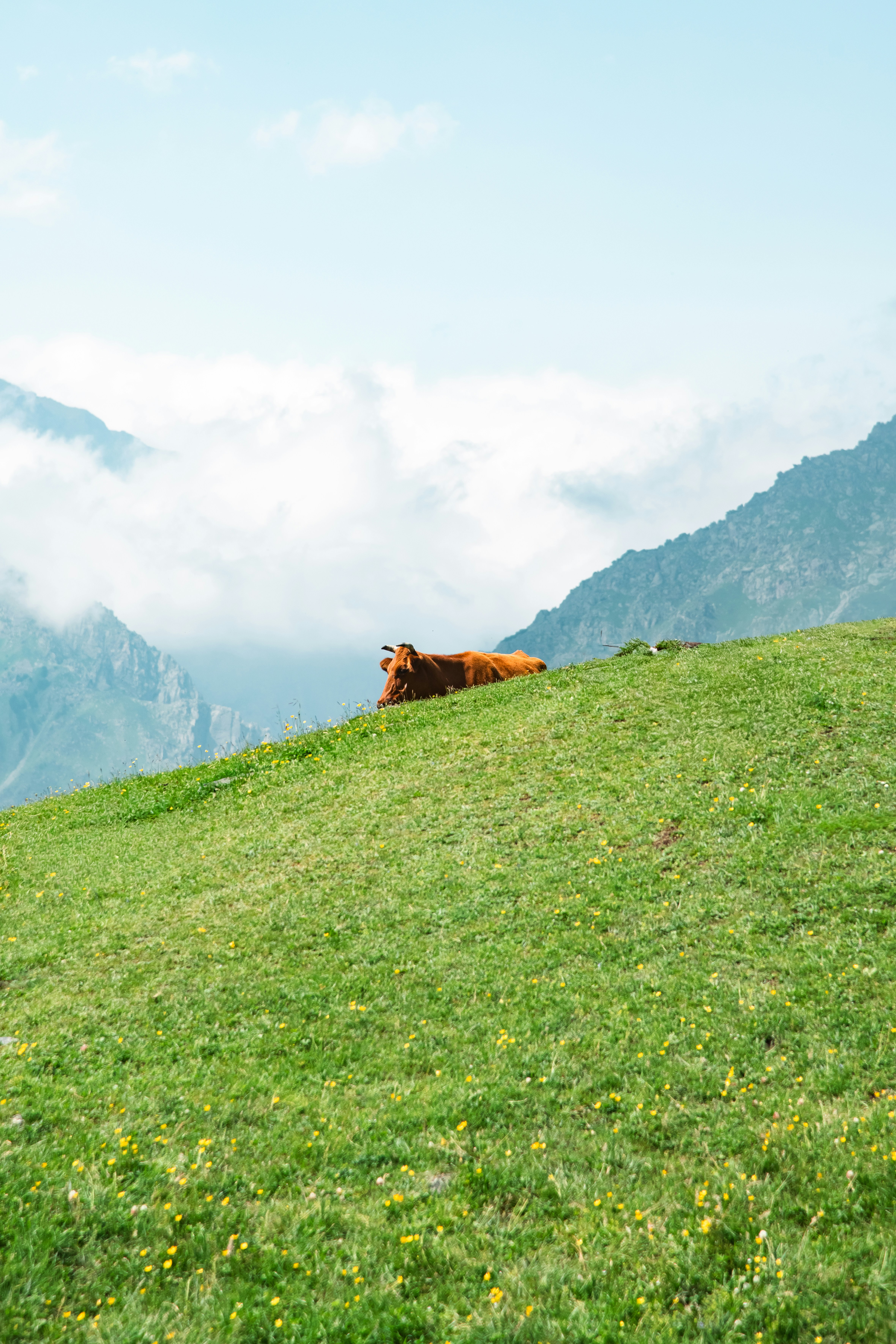 Copper-Hued Cow on a Bright Alpine Slope