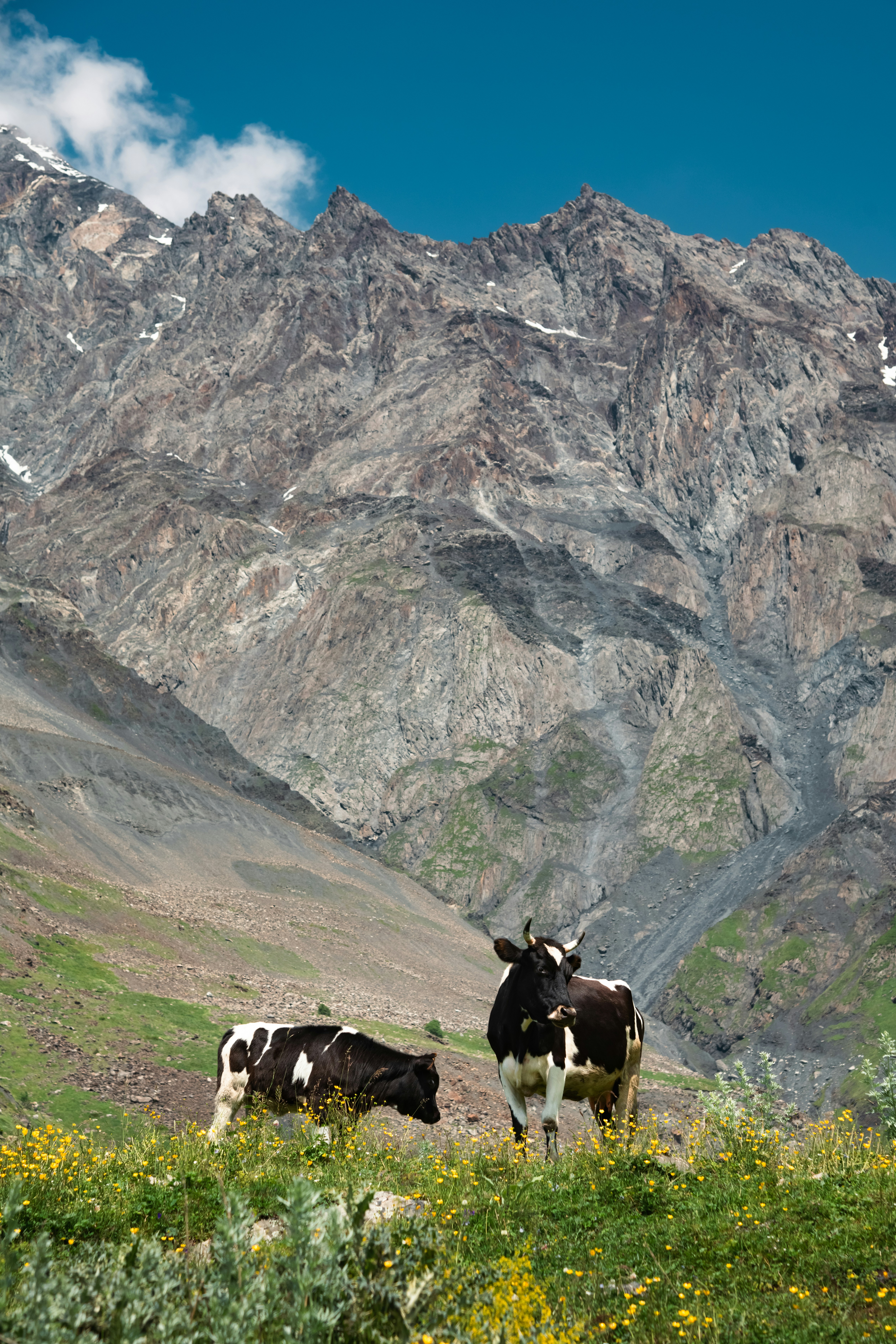 Cows Beneath Rugged Peaks in Alpine Meadow