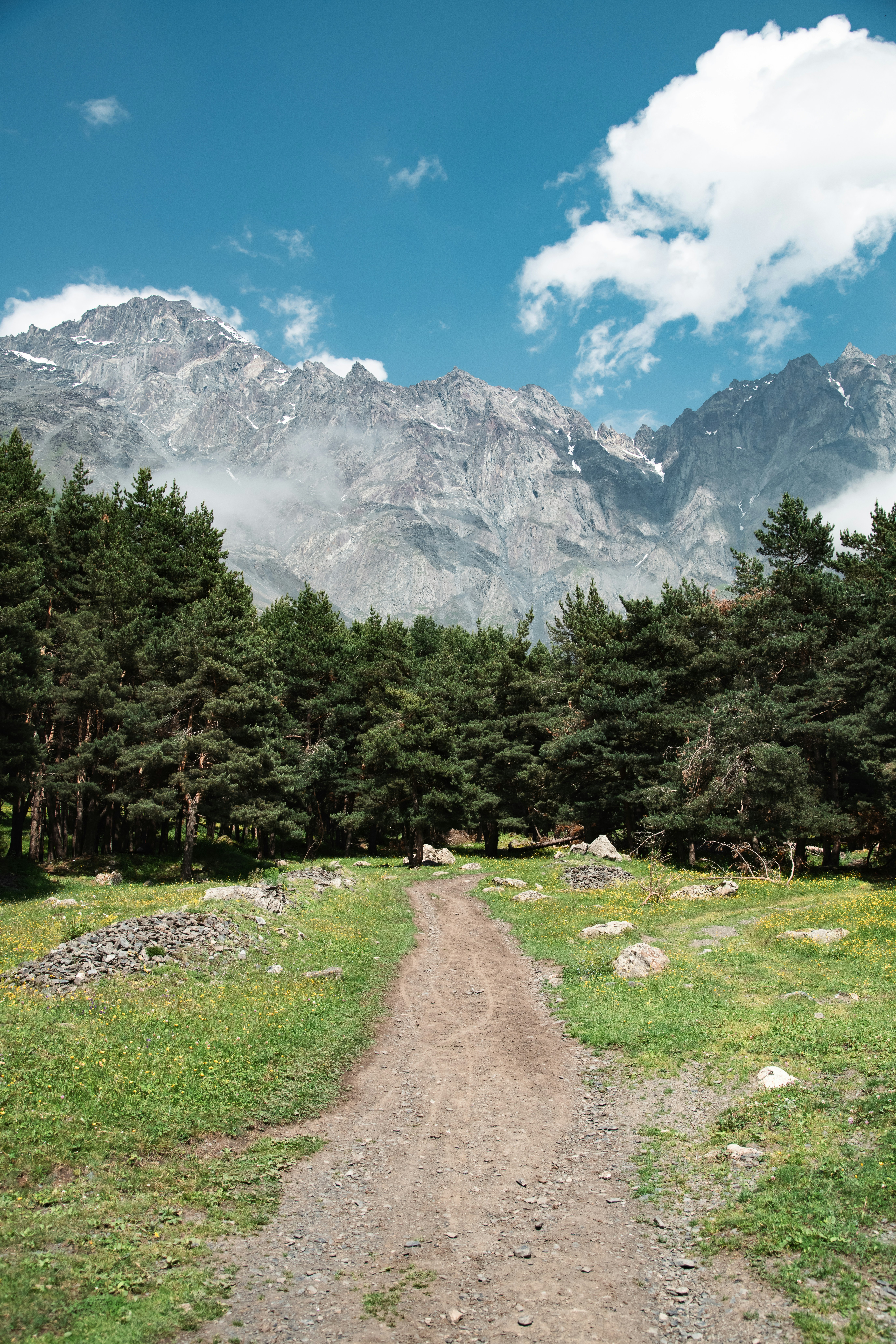 Trail to the Alpine Crown: A Mountain Path Beneath Pines