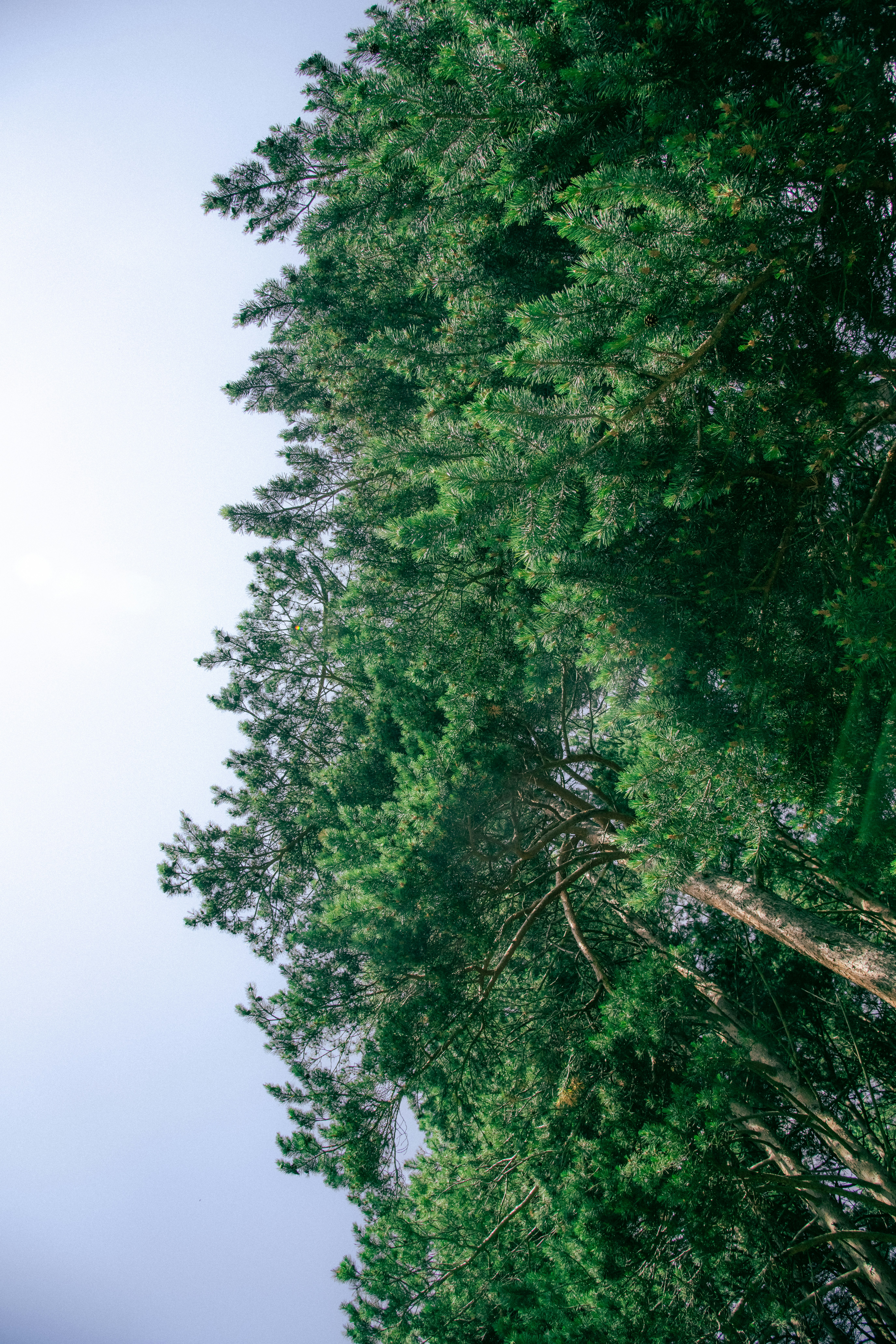 Towering Evergreen Reach