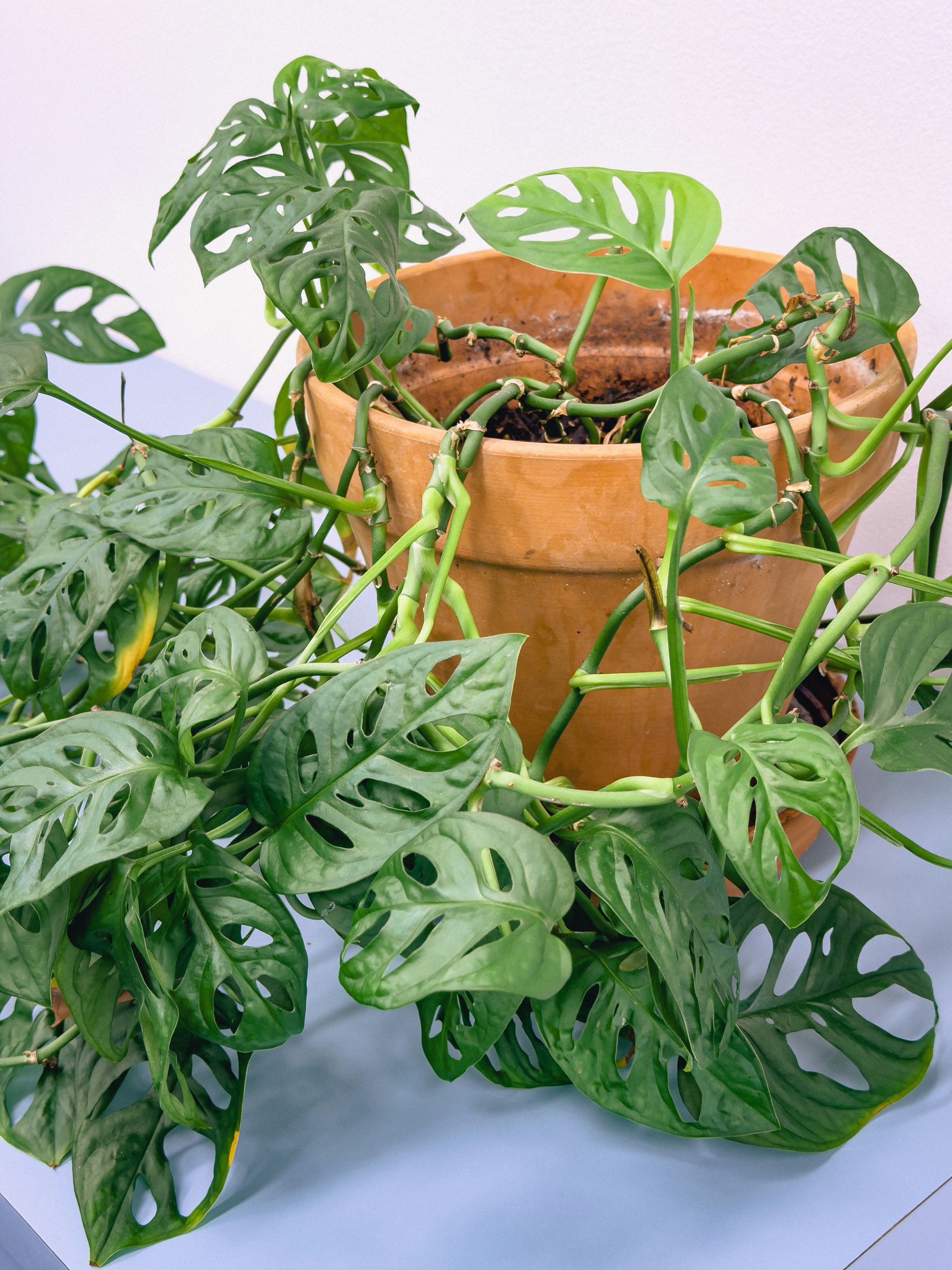 Monstera in Terracotta Embrace