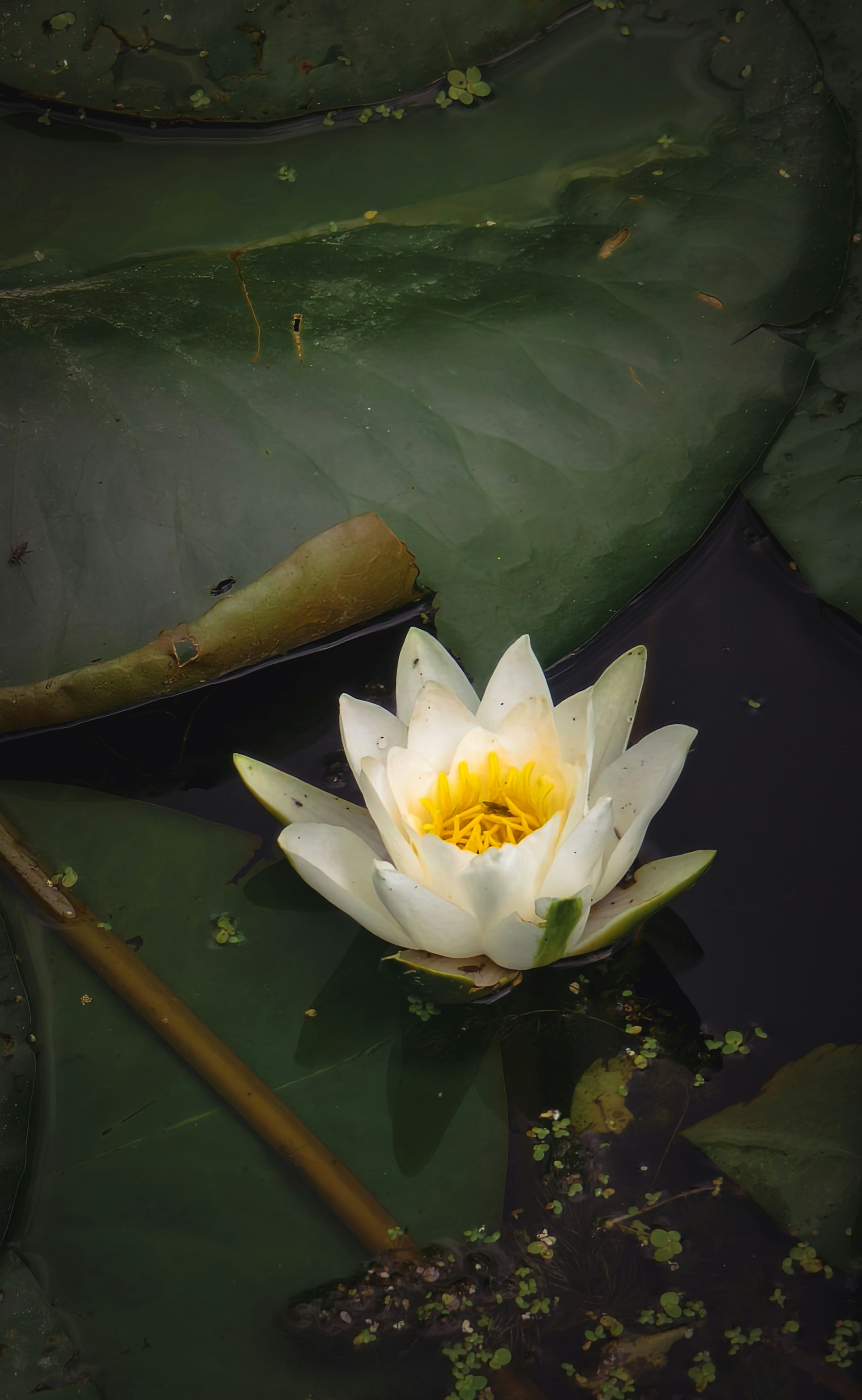 White water lily blooms amid dark green lily pads and reflective water, serving as the focal subject in a tranquil pond scene. This is a photography capture, not a painting or logo.