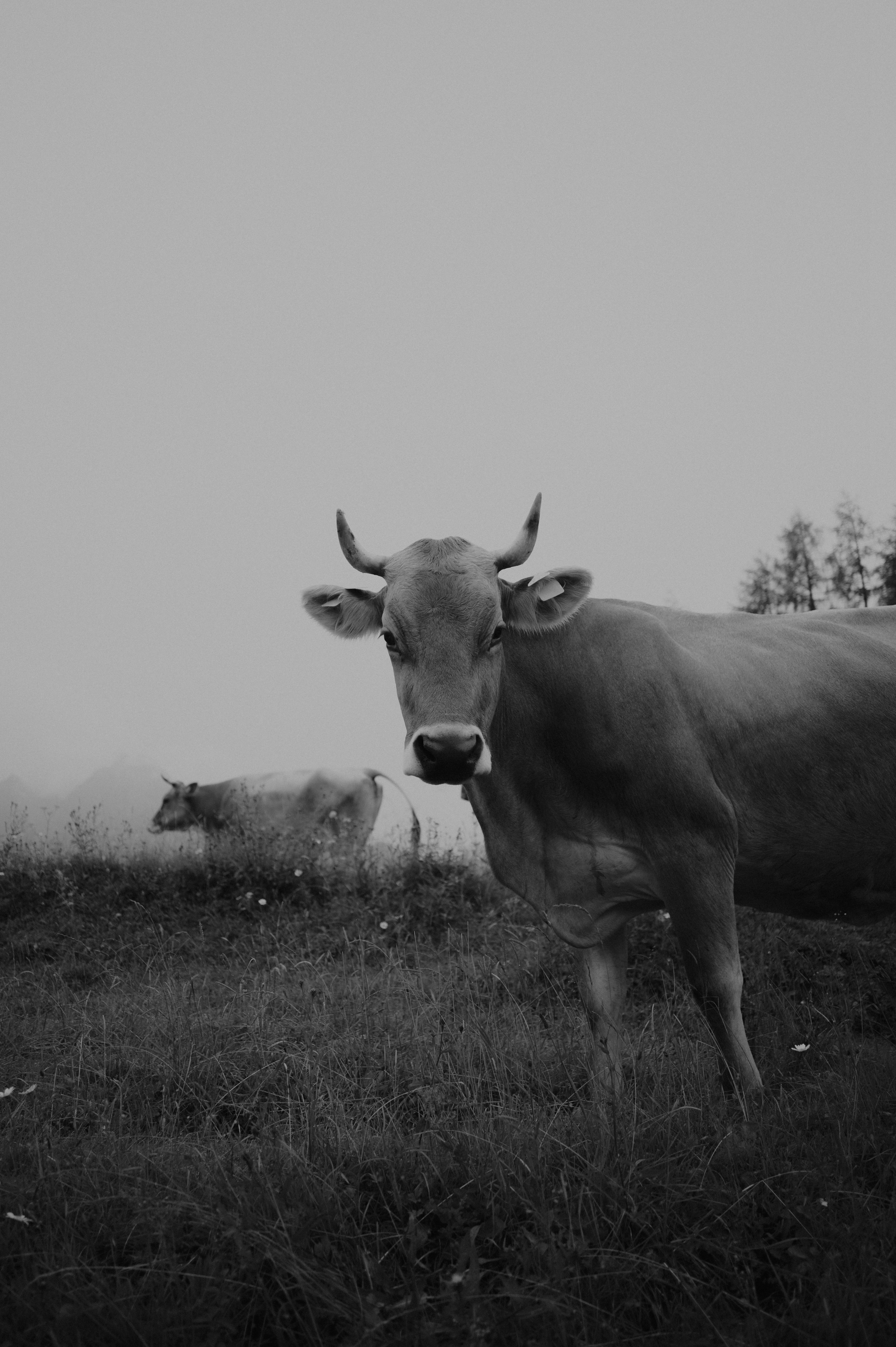 Curious Red Barn Cow: A Quiet Grassland Portrait