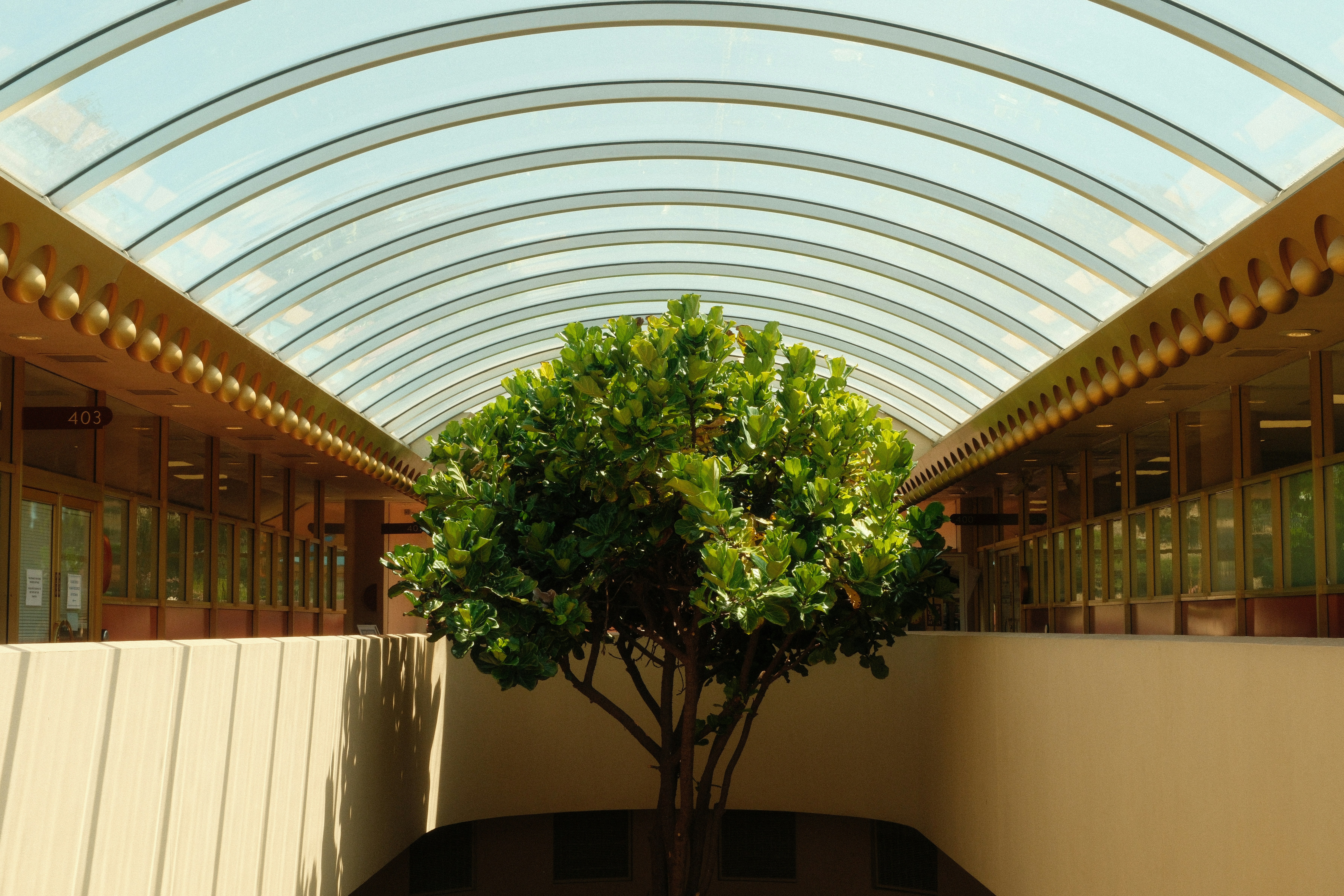 Light-skyed Atrium with a Central Tree