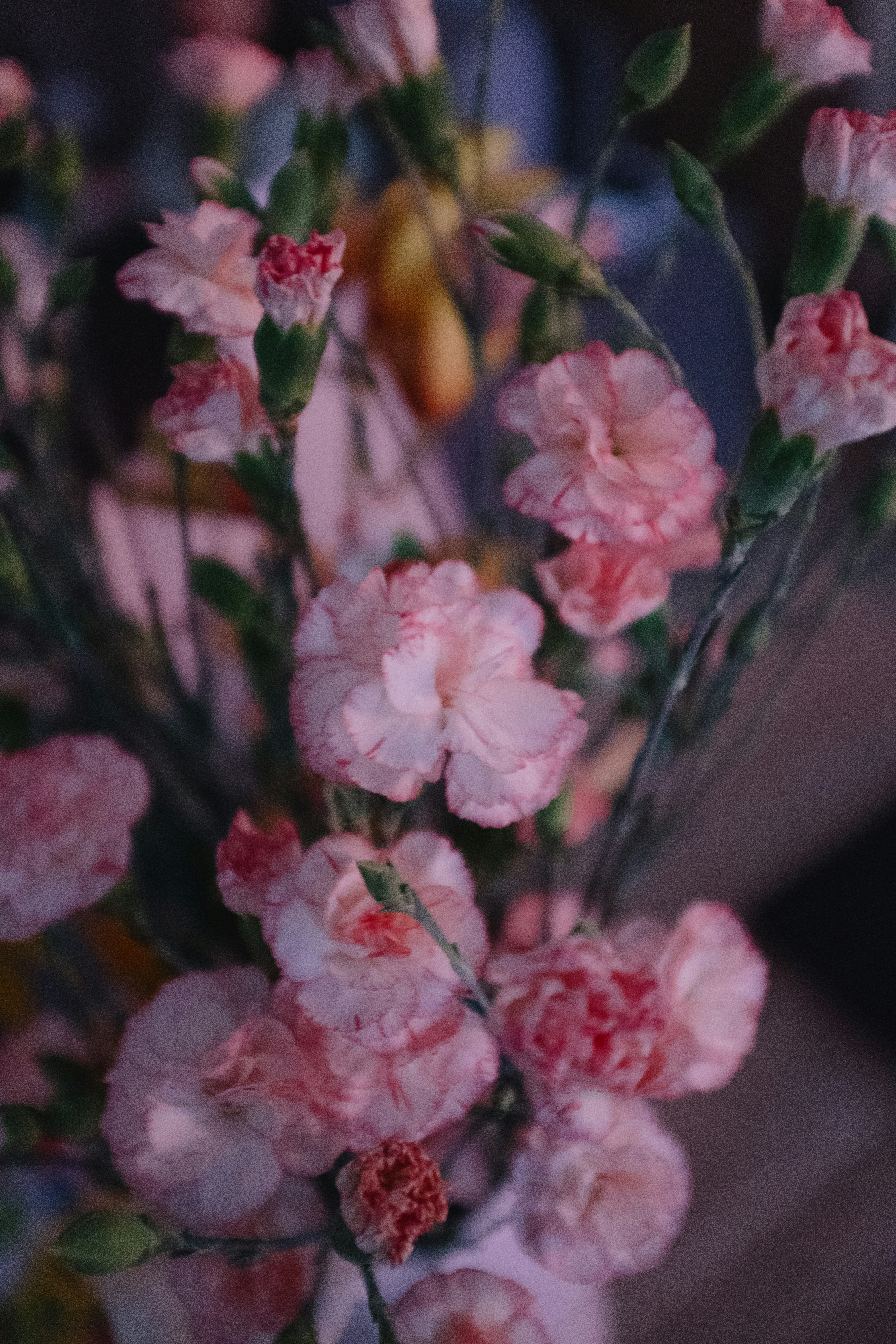 Soft Petals in a Quiet Bloom