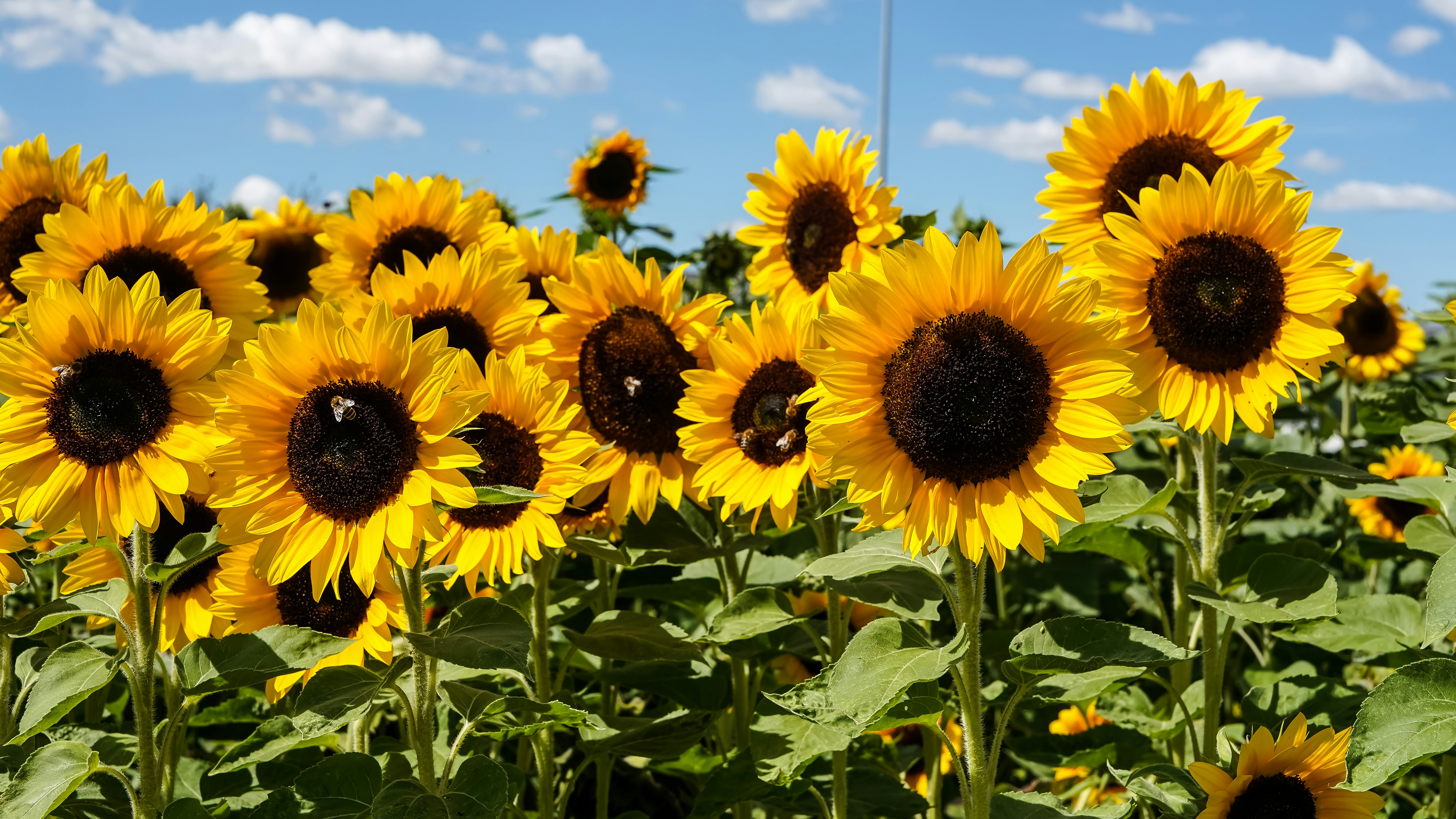 Golden Sea of Heads: A Sunflower Field at Midday