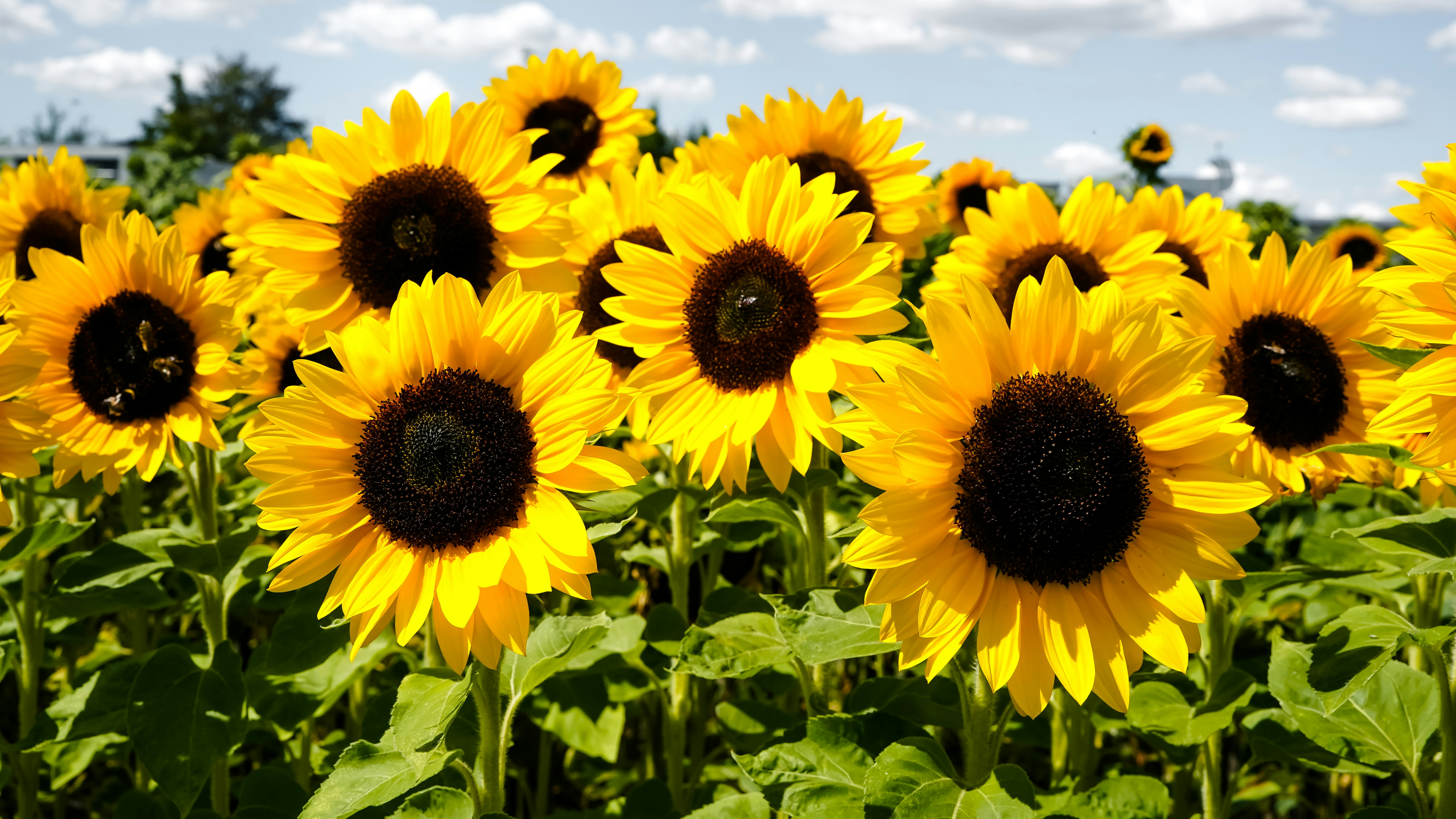 Sunlit Conga of Golden Heads: A Sea of Sunflowers