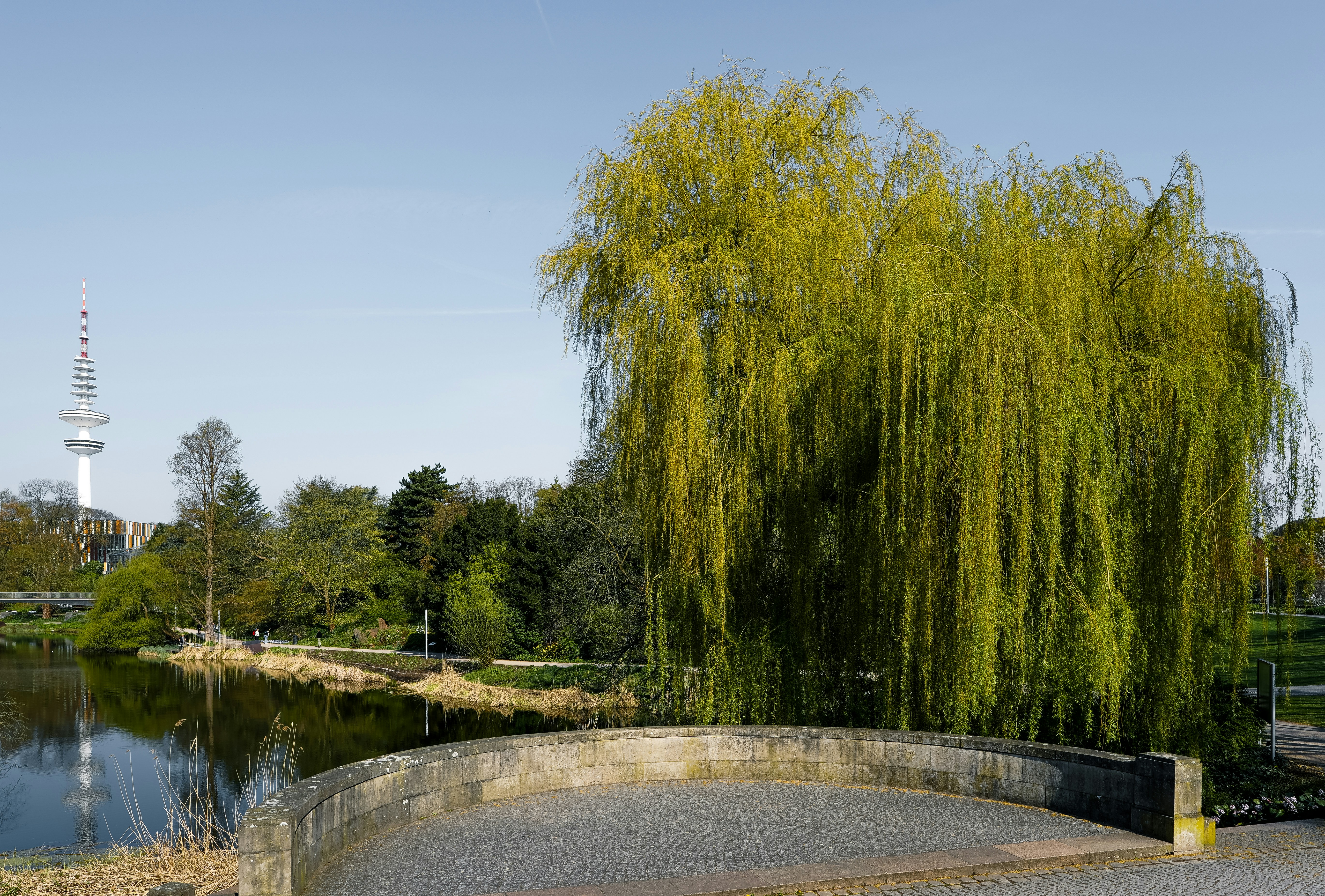 Willow in the Park: Dappled Light by the Water