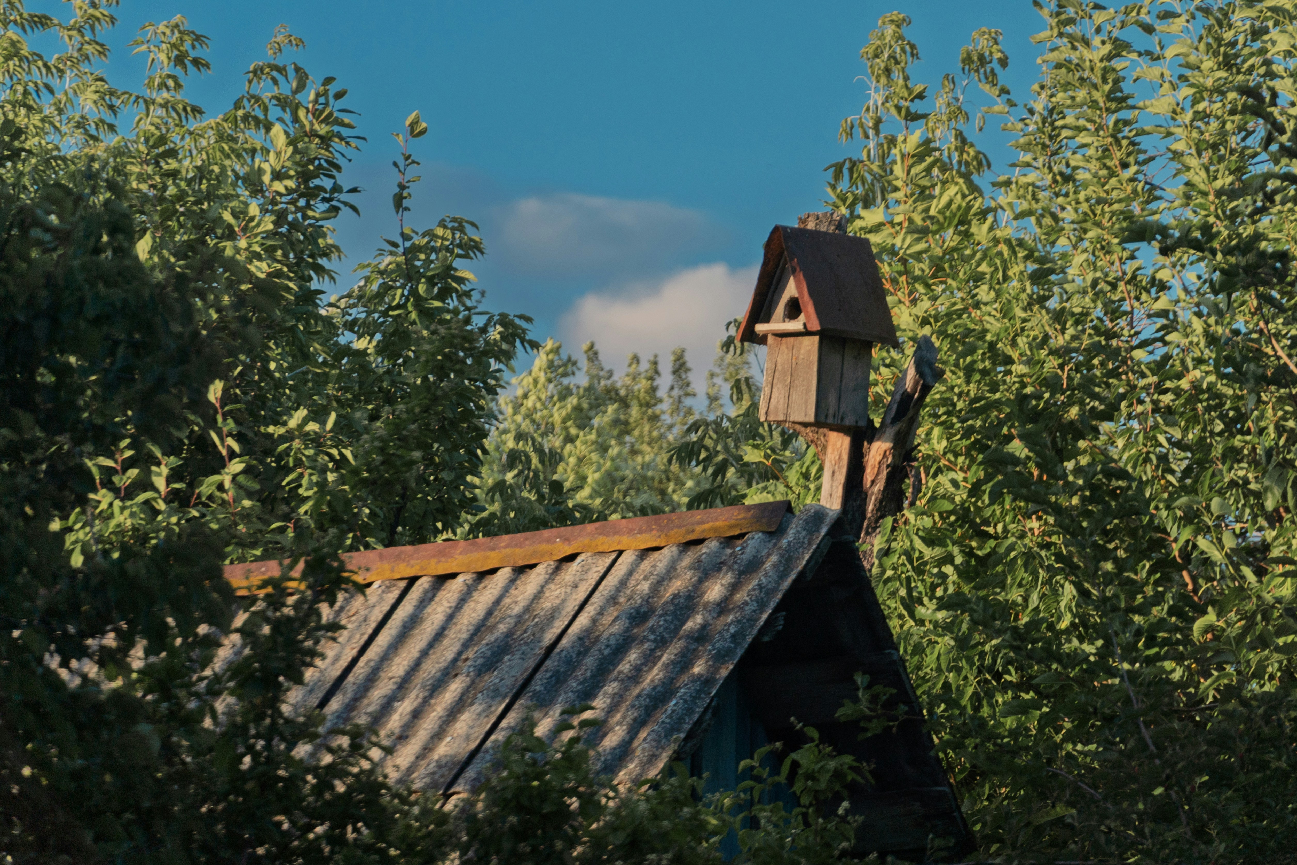Birdhouse Silhouette Above Weathered Roof in Sunlit Orchard