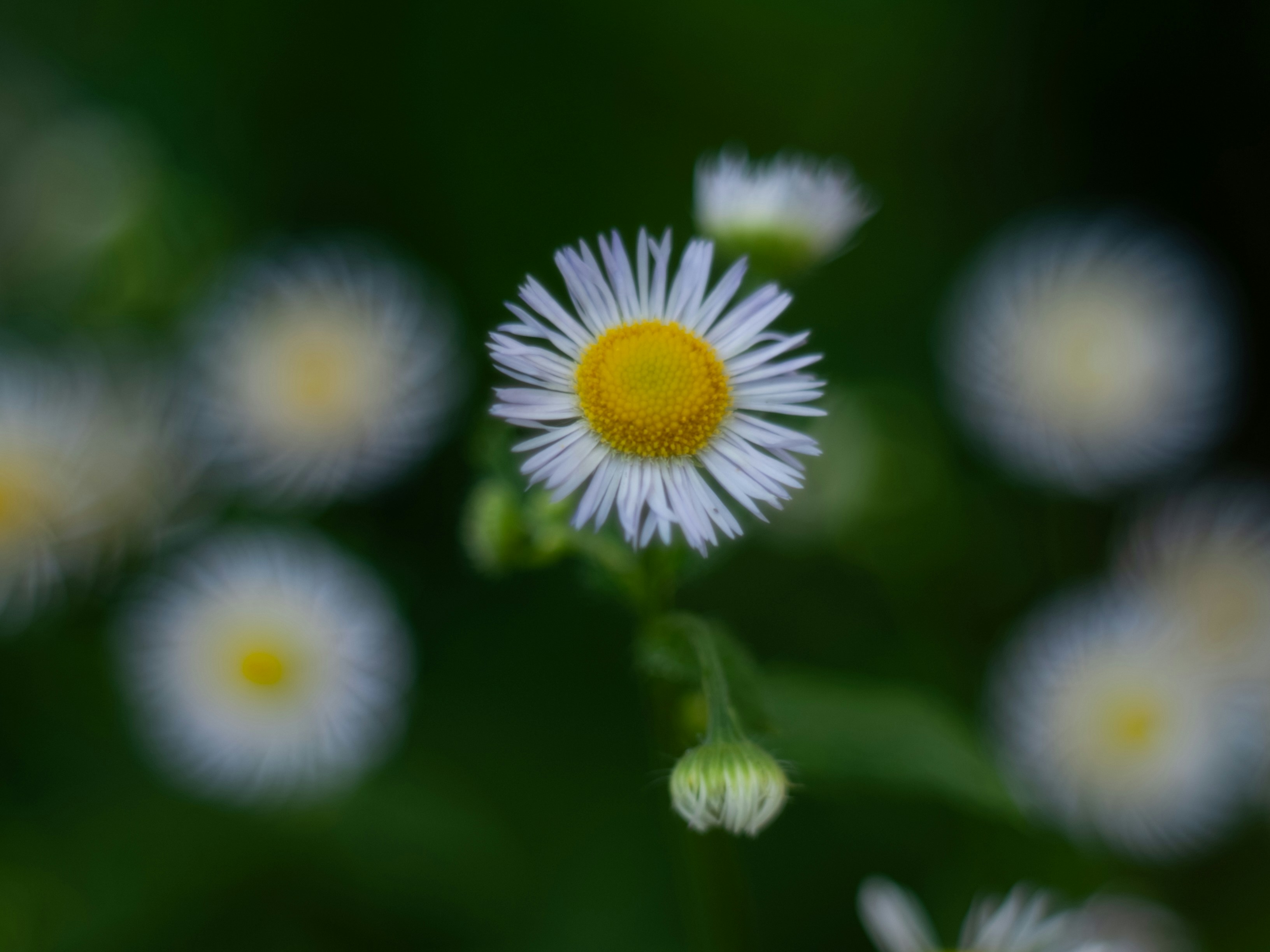 Close-up of a single white and yellow daisy in sharp focus with soft green background blur, highlighting the flower as the focal point in a field of similar blooms.