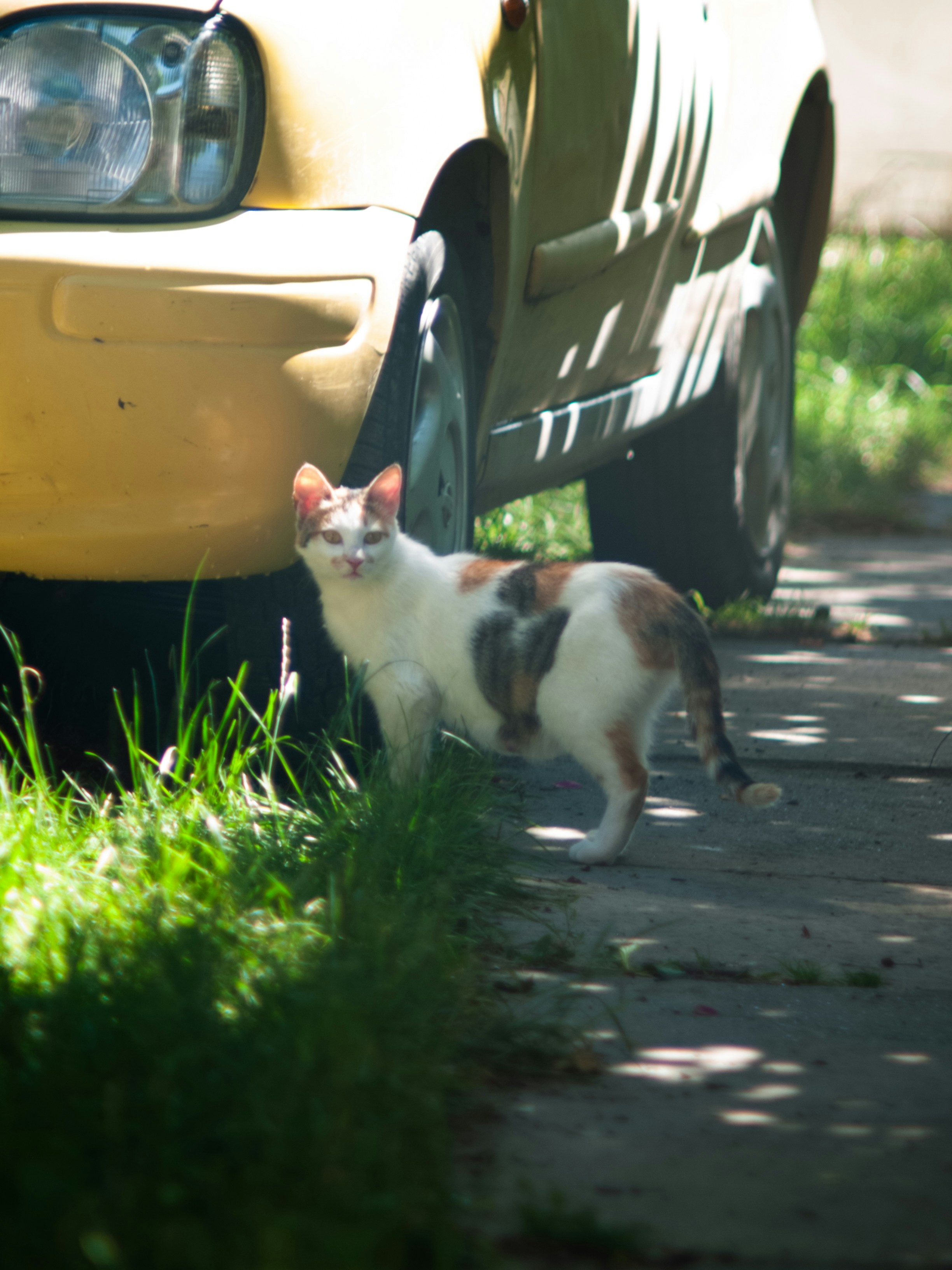 Calico Standoff: A Curious Cat by a Sunlit Car