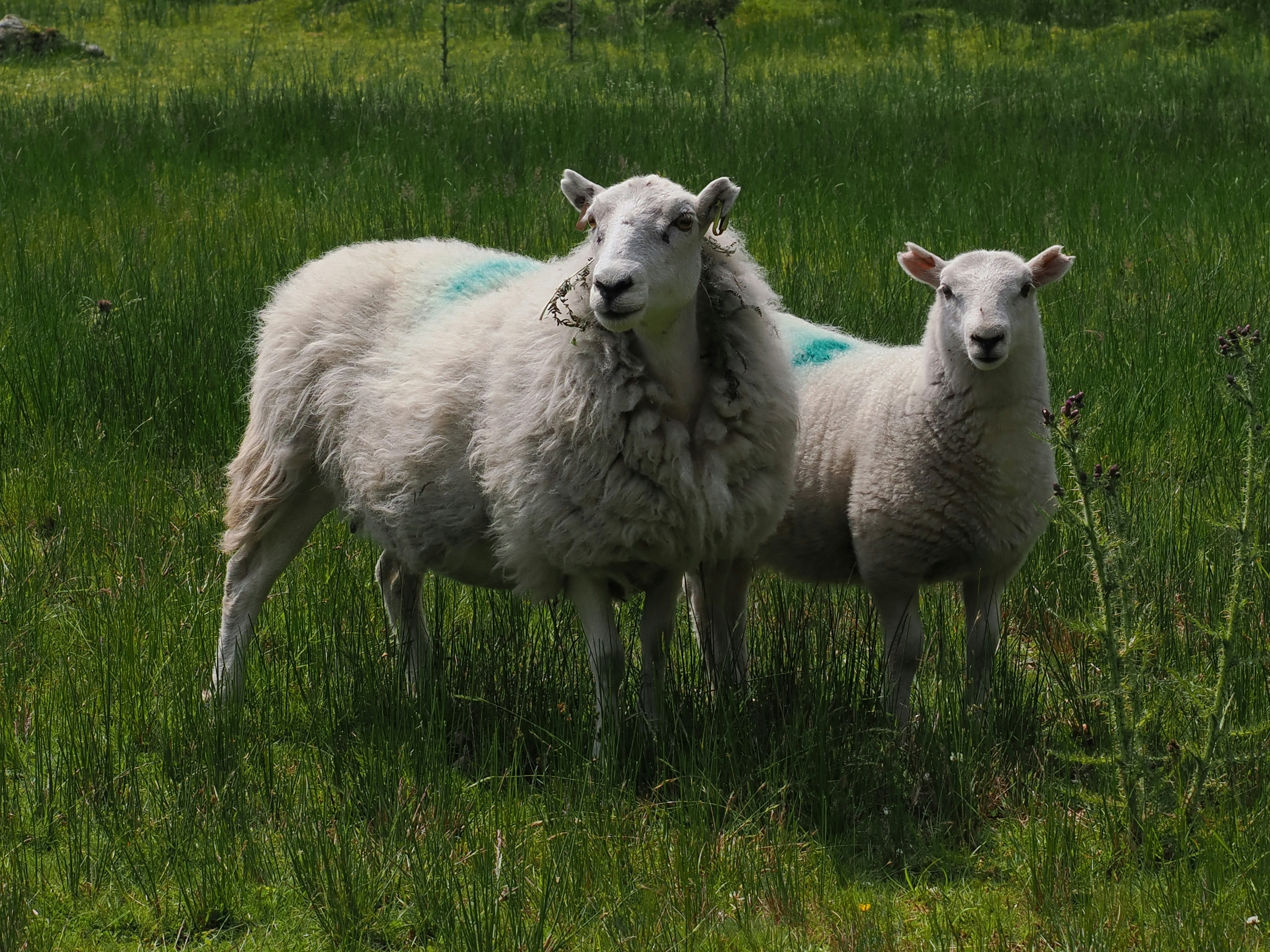 Two Woolly Guardians in a Meadow