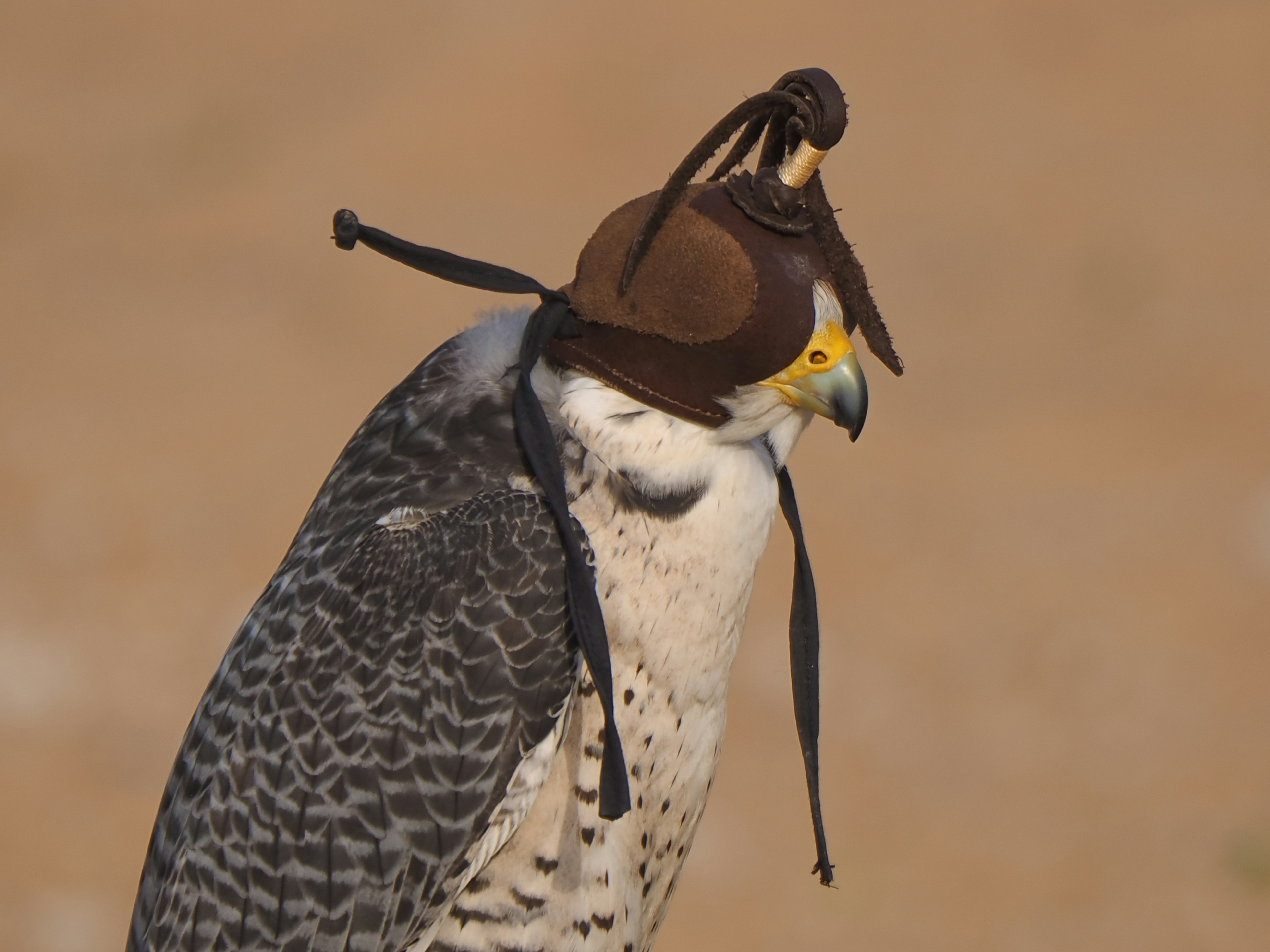 Side-profile of a falcon wearing a brown hood, perched against a warm, blurred background.