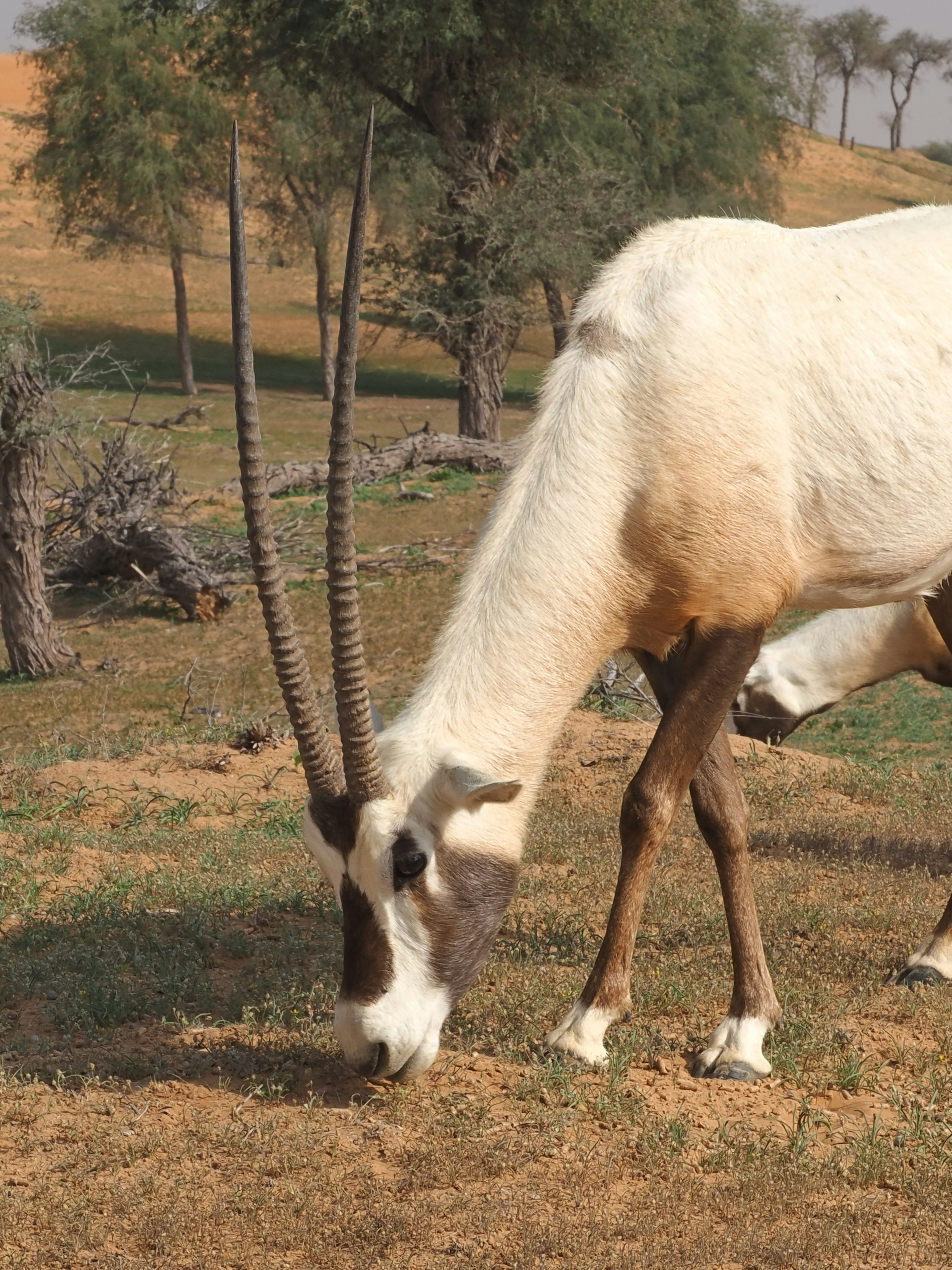 White horse grazing on dry grass in a sunlit field with sparse trees in the background. This is a naturalistic wildlife/stable scene with a focus on the animal and its grazing posture.
