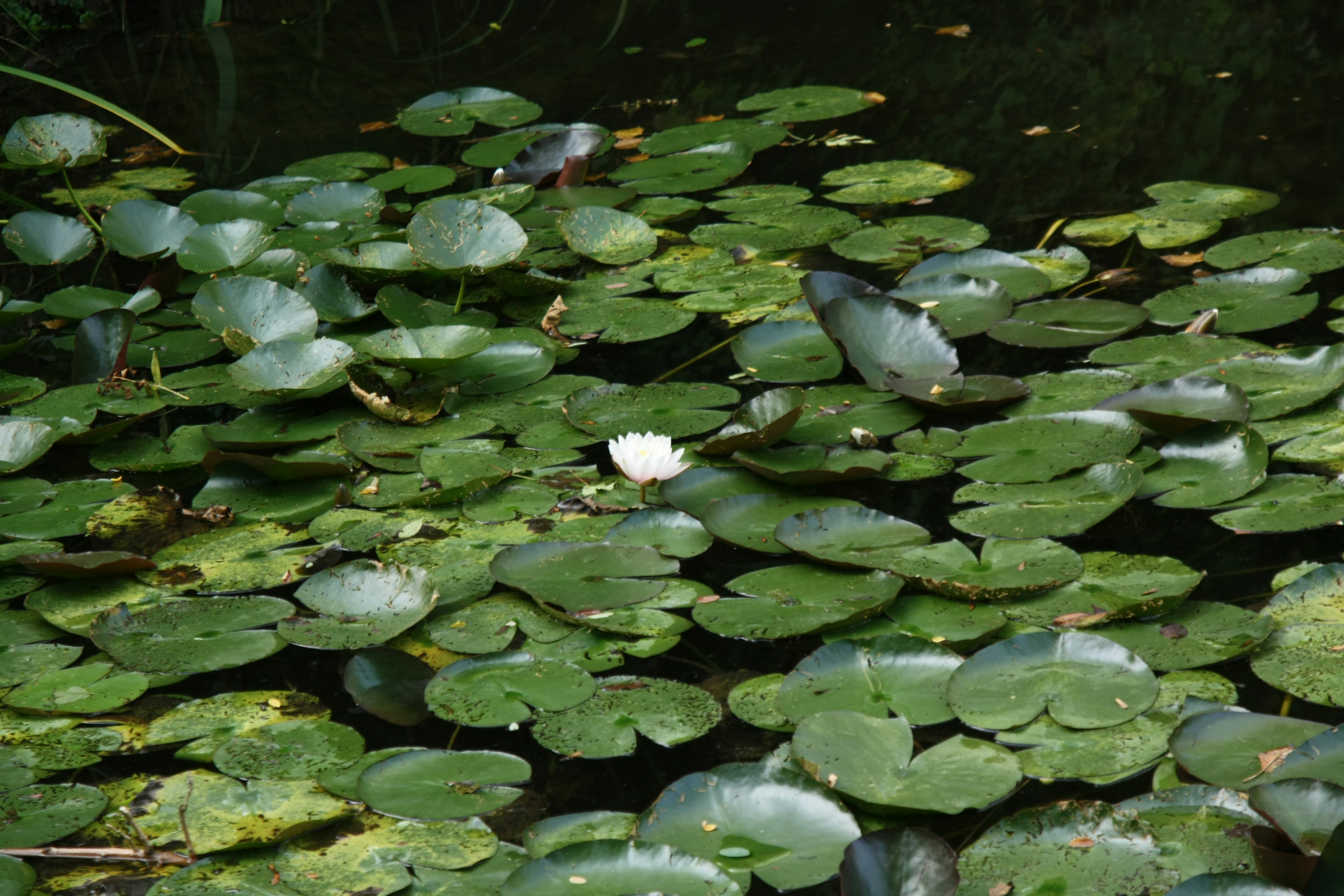 Single White Lily Amid a Sea of Green Lilypads