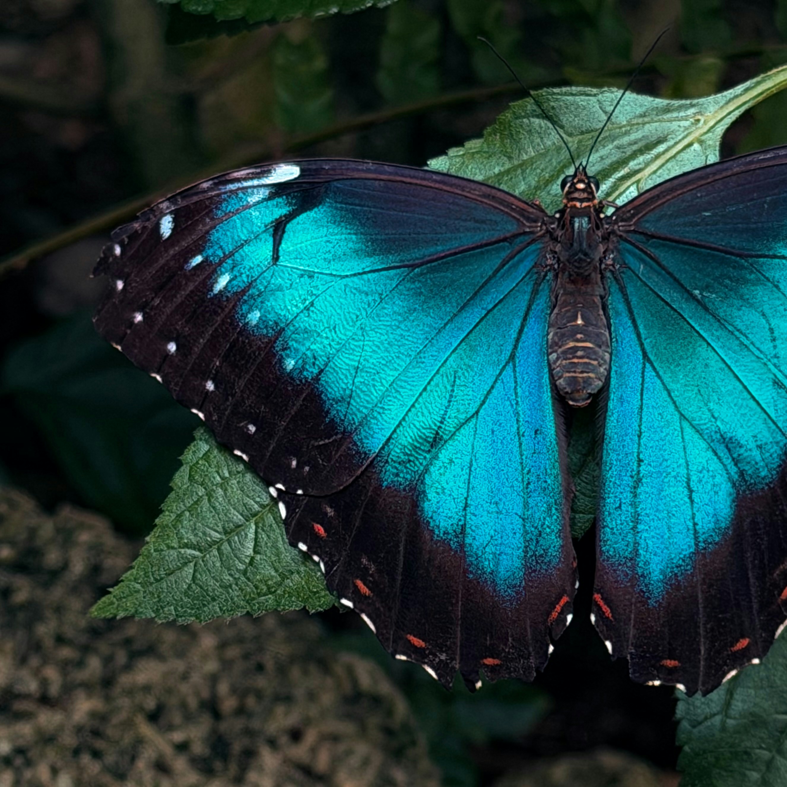 A Azure-winged Monarch Resting on Green Veined Leaves
