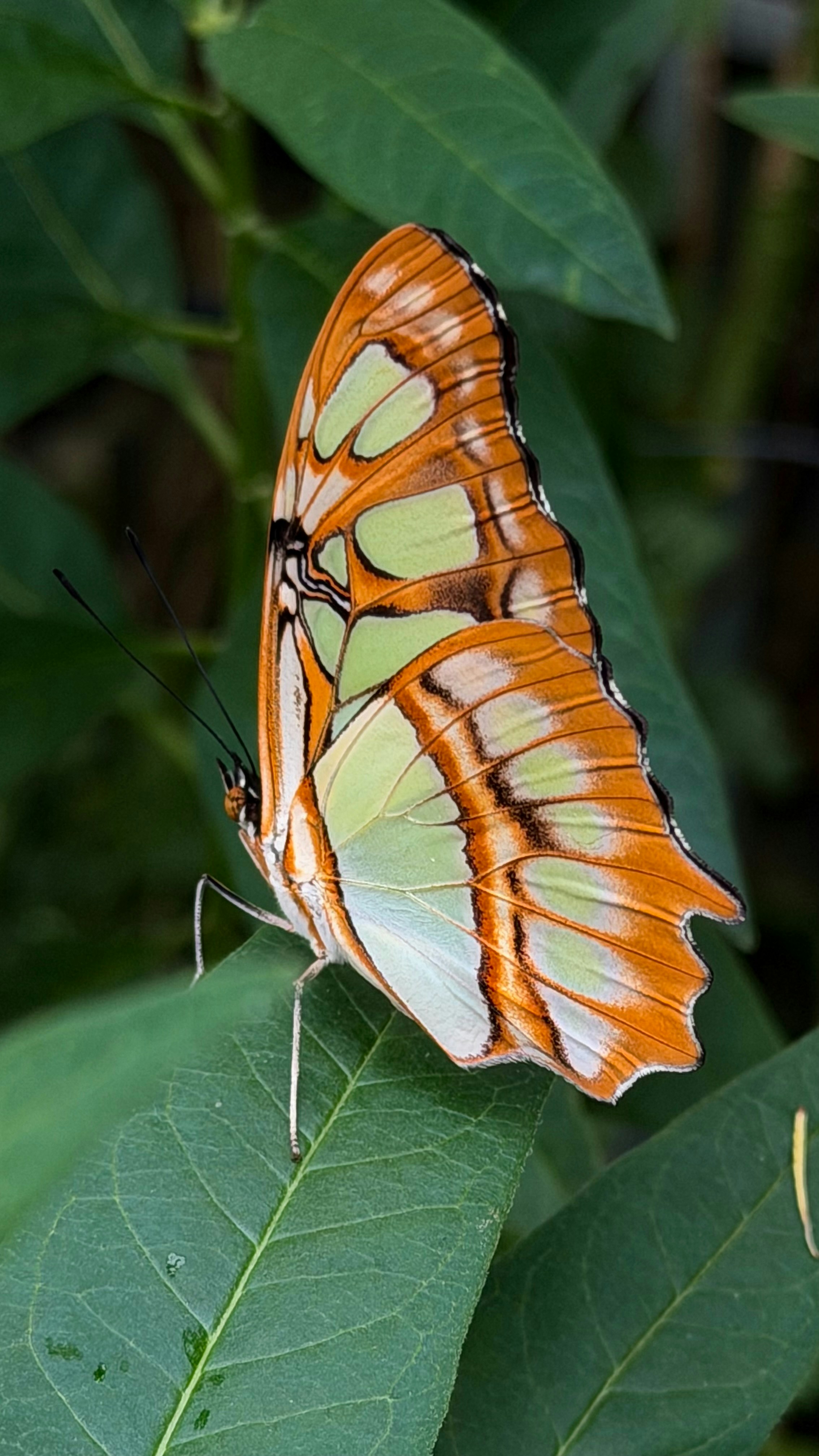 Orange-and-green Butterfly Perched on a Leaf