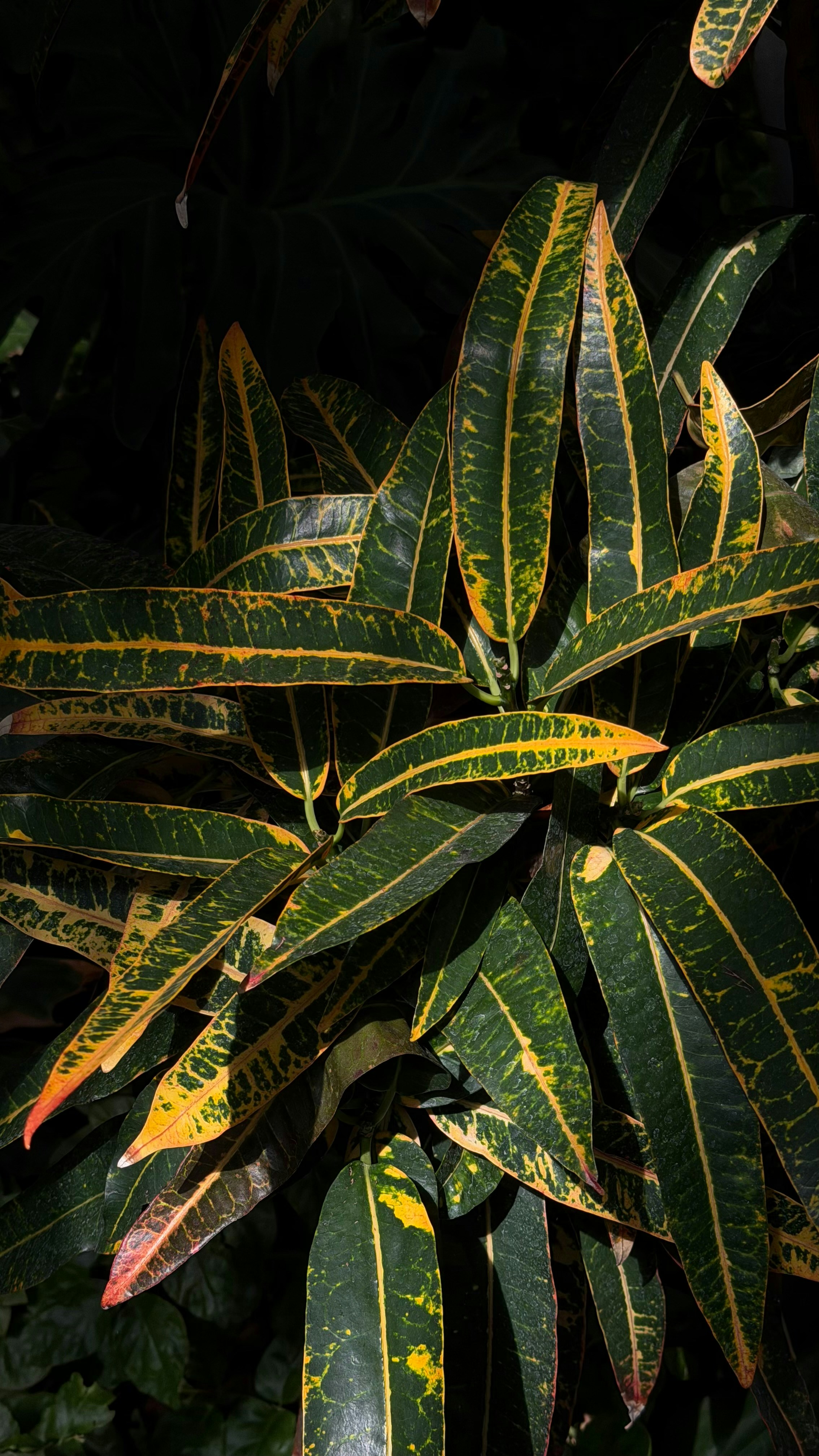 Golden-veined Leaves in Shaded Garden Light