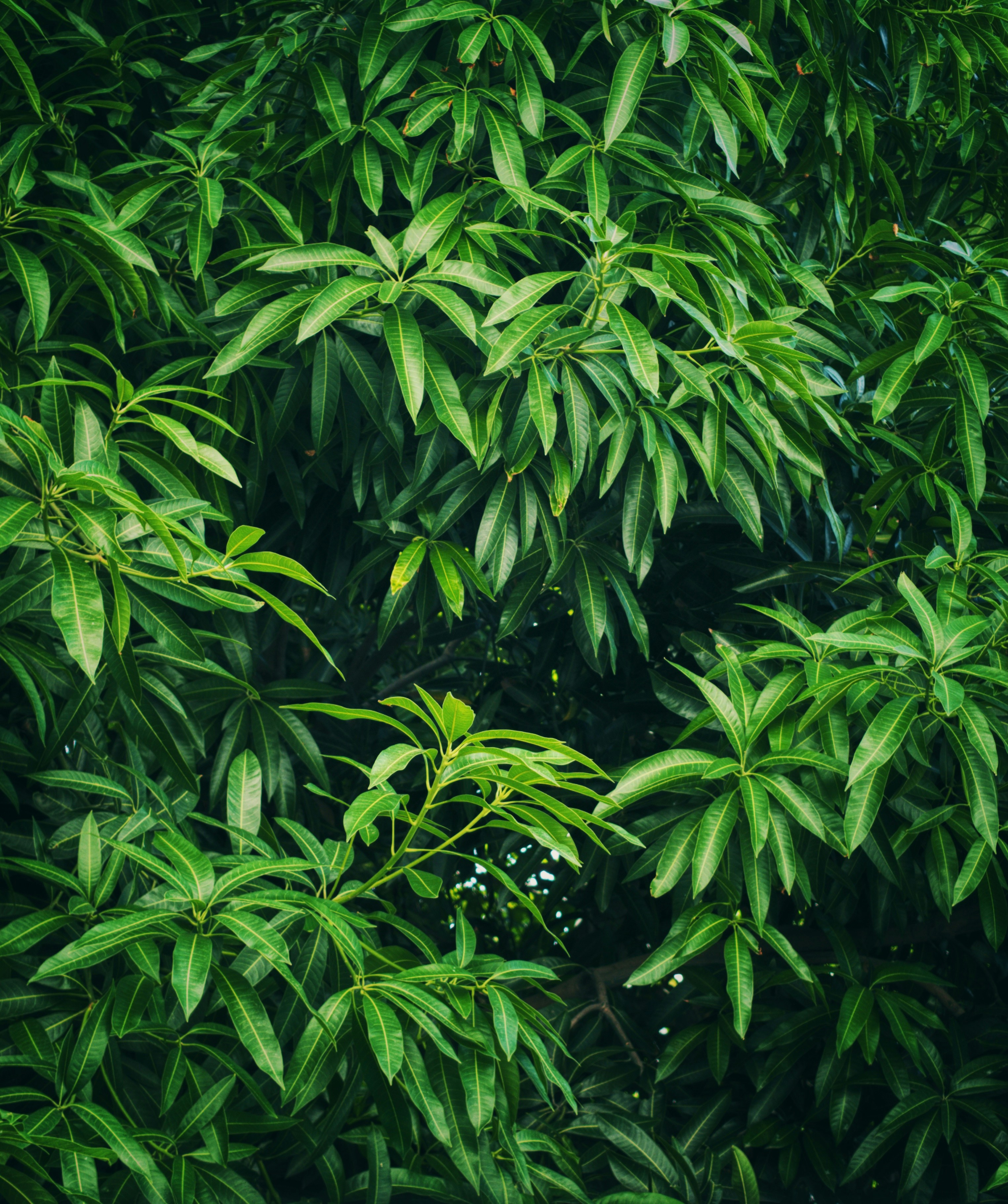Dense green foliage fills the frame with intricate leaf patterns and varying light. A lush, natural close-up of plant fronds showcasing rich texture and color.