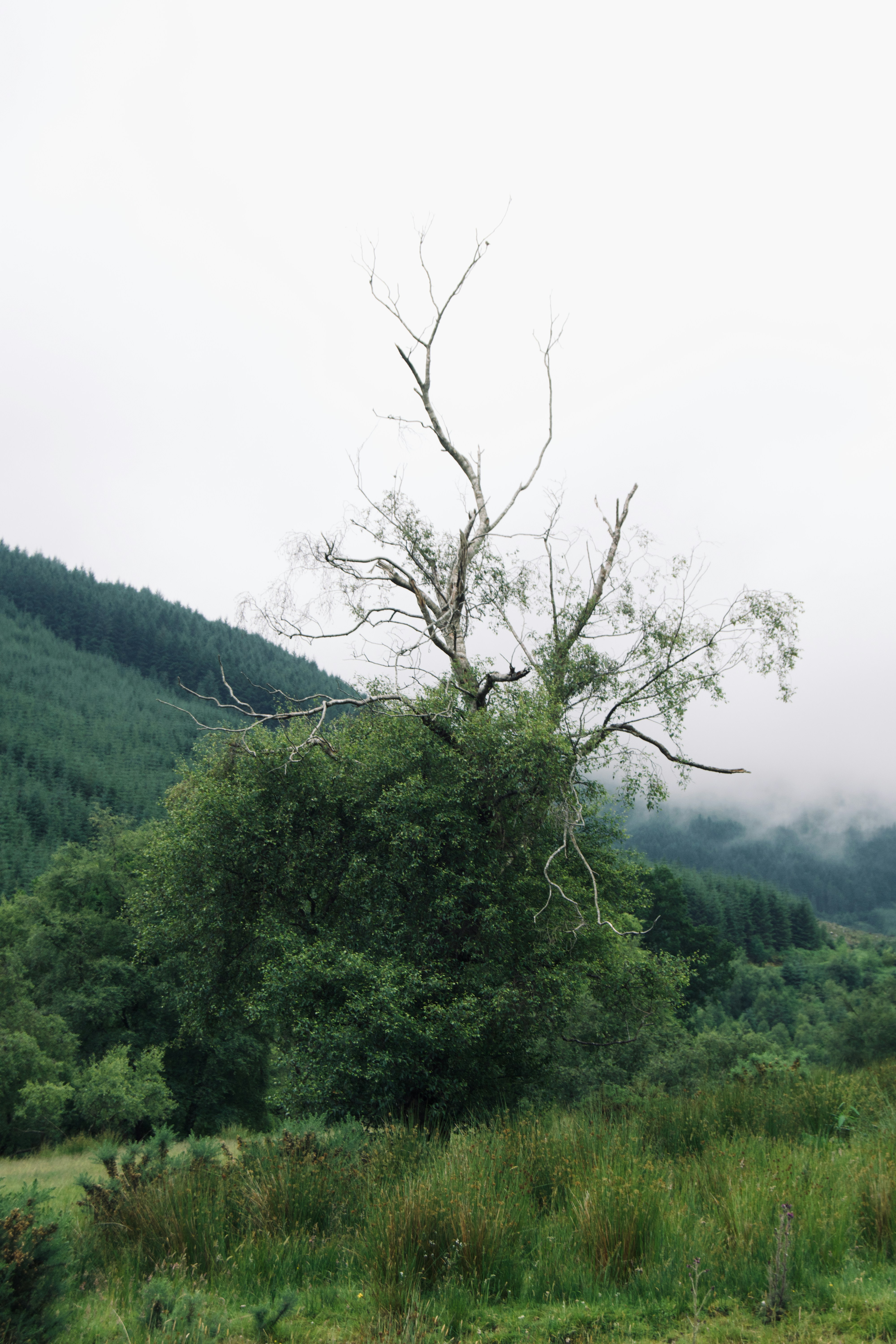 A lone, bare-branched tree rises above a lush green landscape with misty hills in the background.