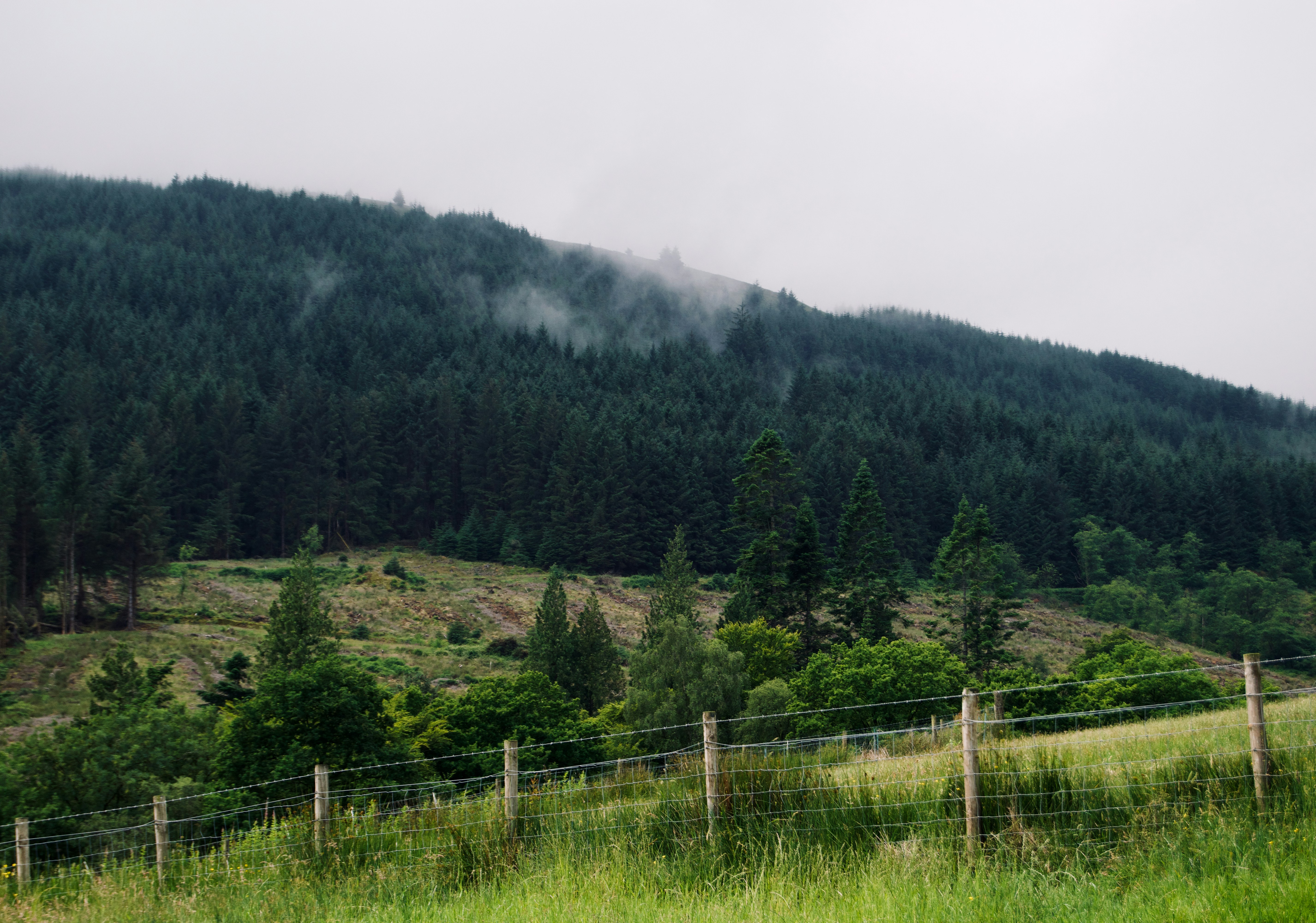 Pasture Gate to Misty Ridge