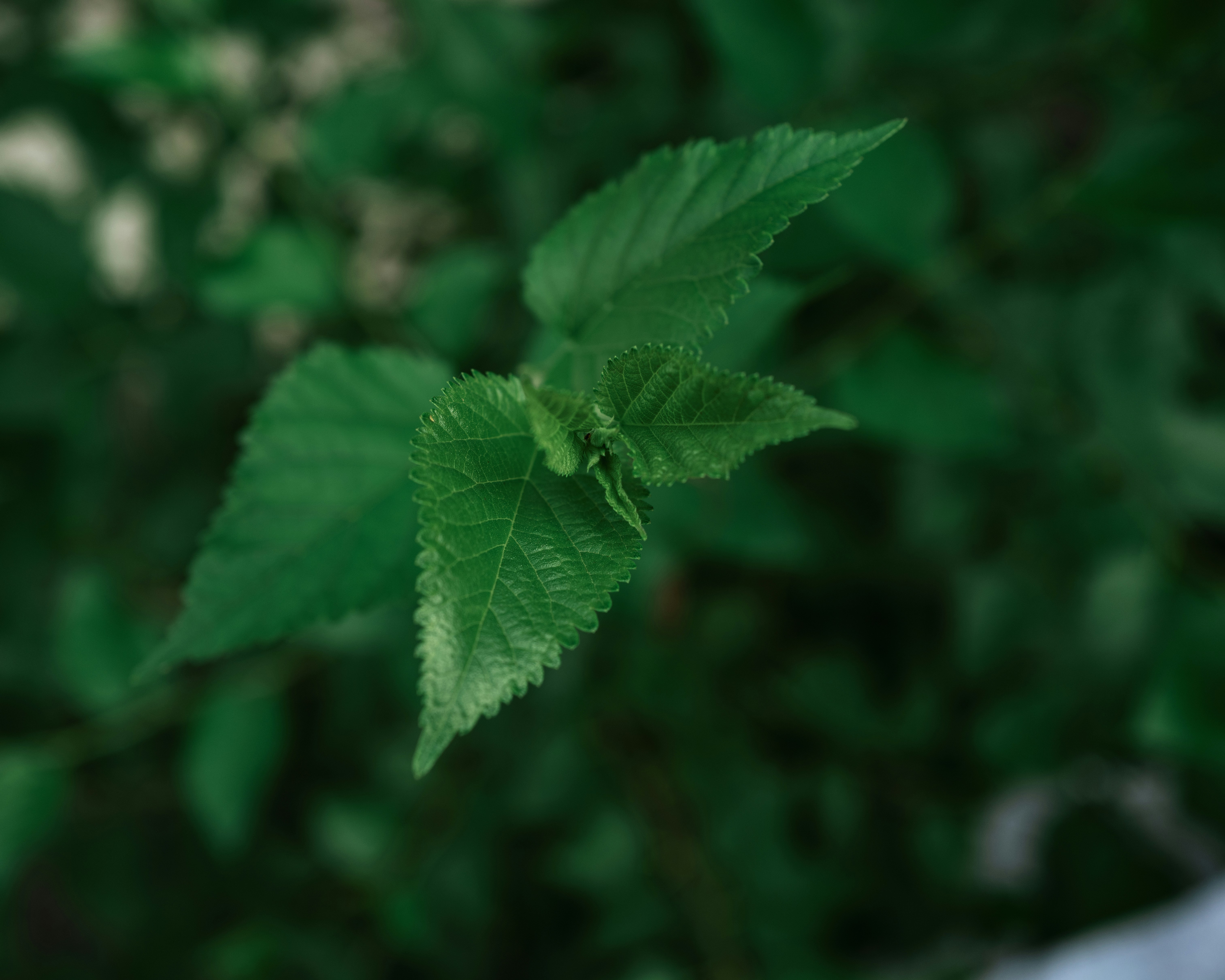 Emerald Vein: Fresh Leaves in Quiet Shade