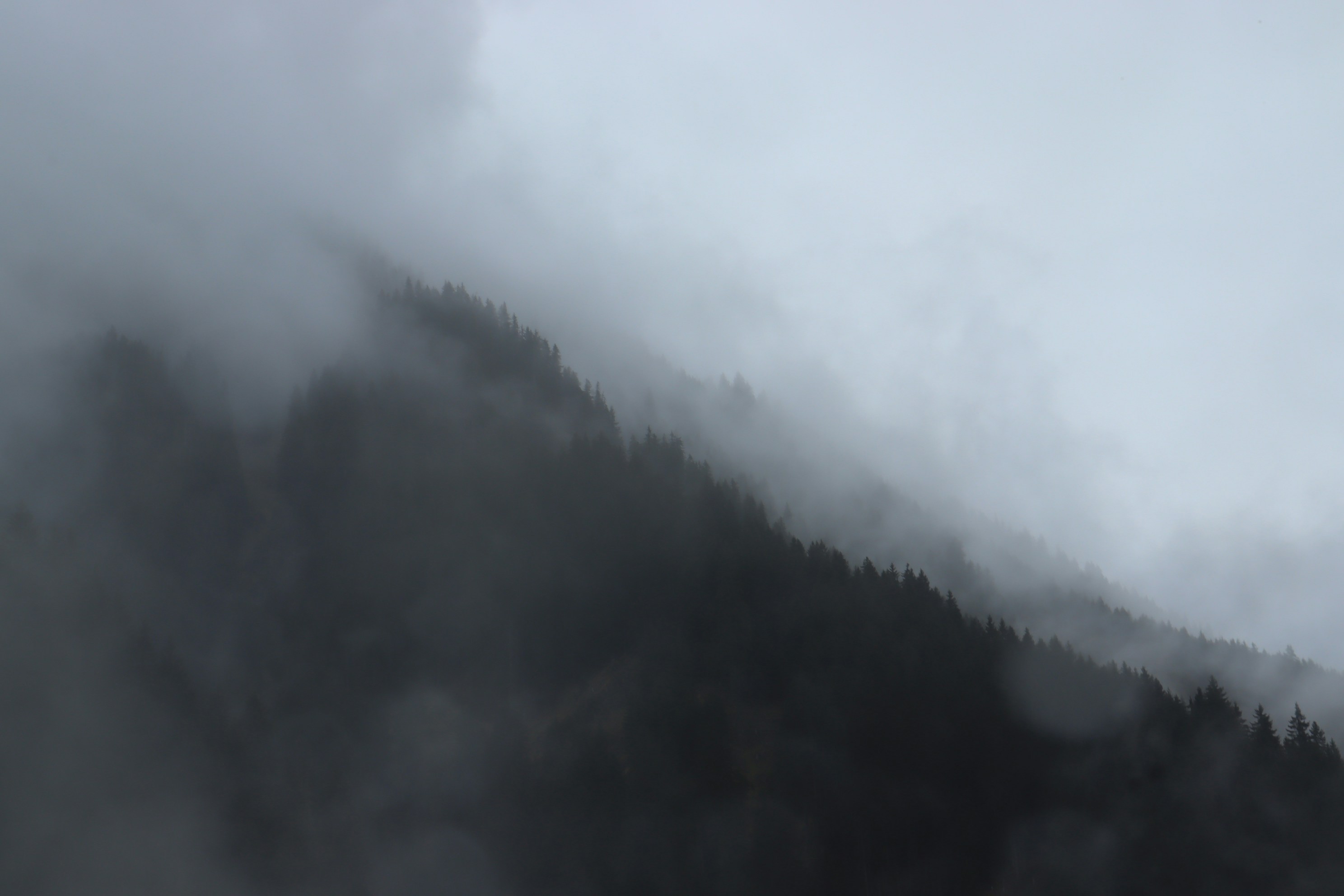 Fog-Hung Mountain Ridge Folds into Hushed Pines